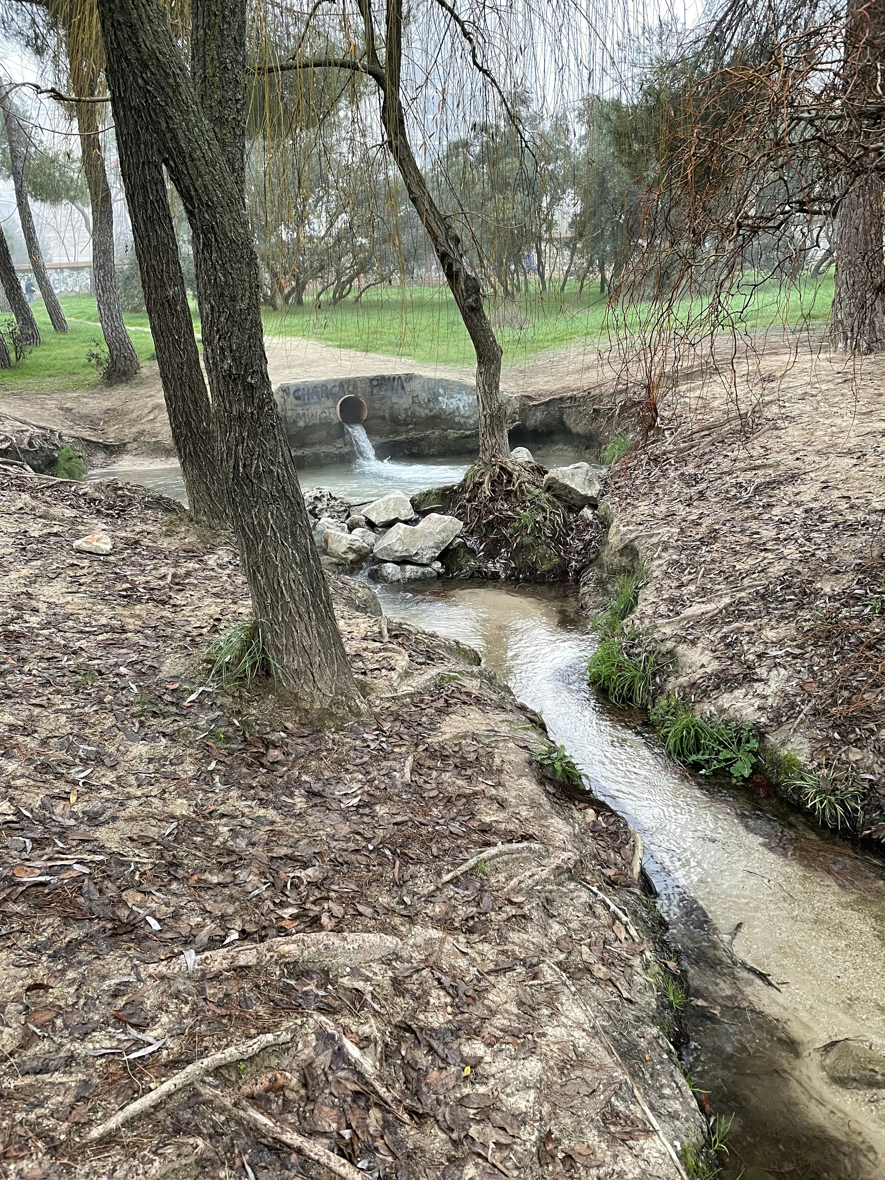 Un ruisseau traversant une forêt remplie d’arbres photo – Photo Nature ...