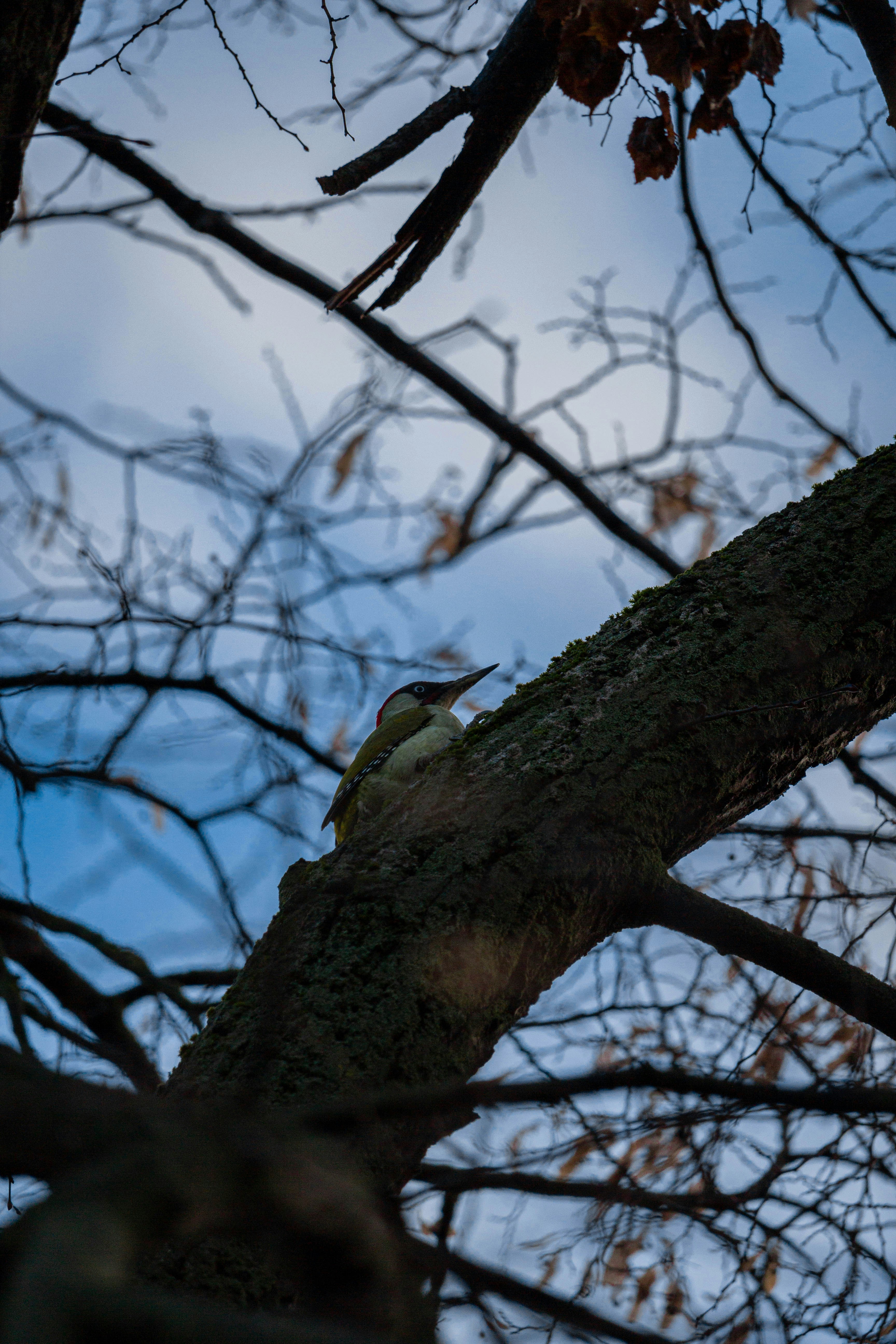 Photo by Roland Szabó with Canon EOS 600D