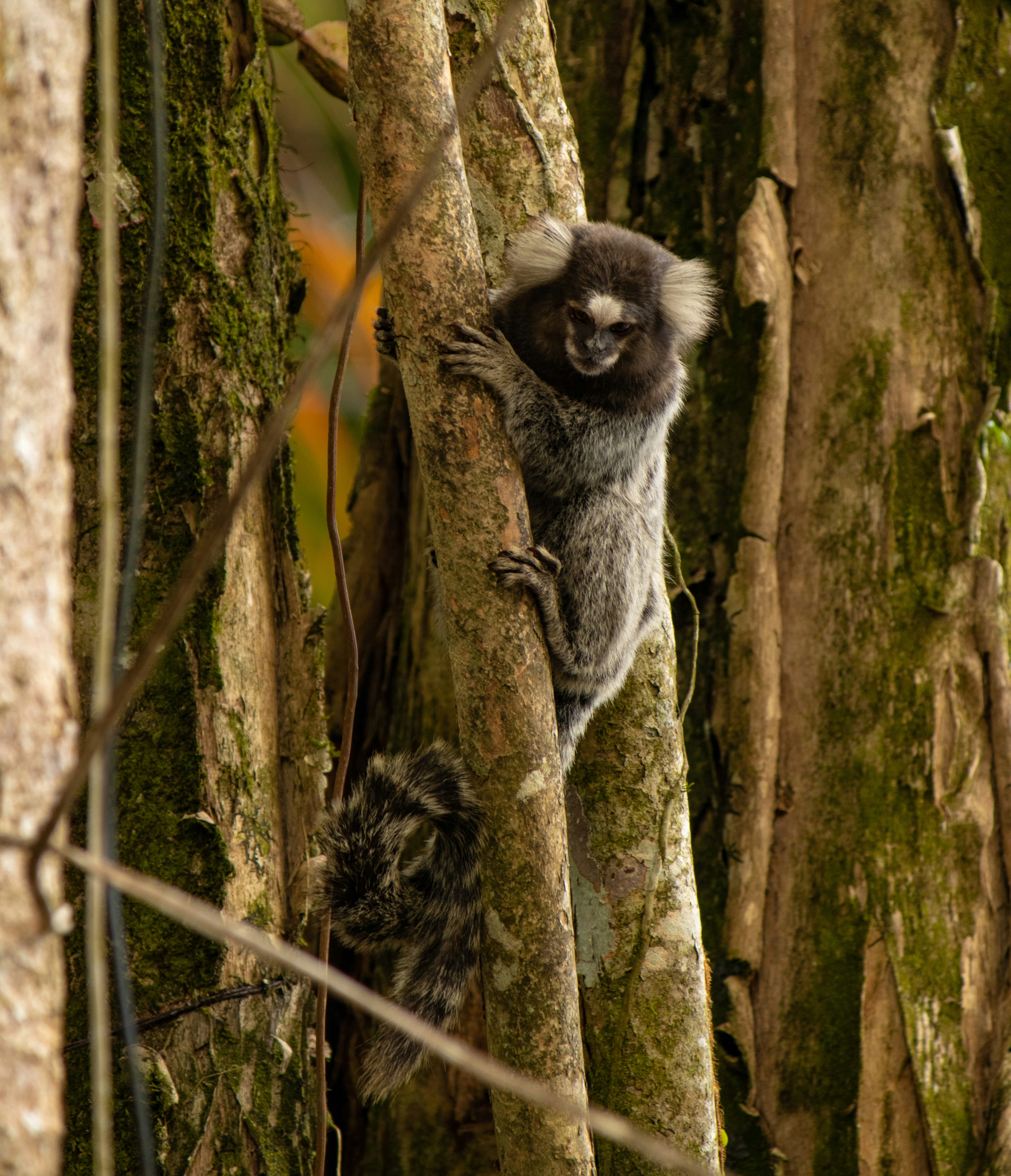 A black and white animal climbing up a tree photo – Free Brazil Image ...