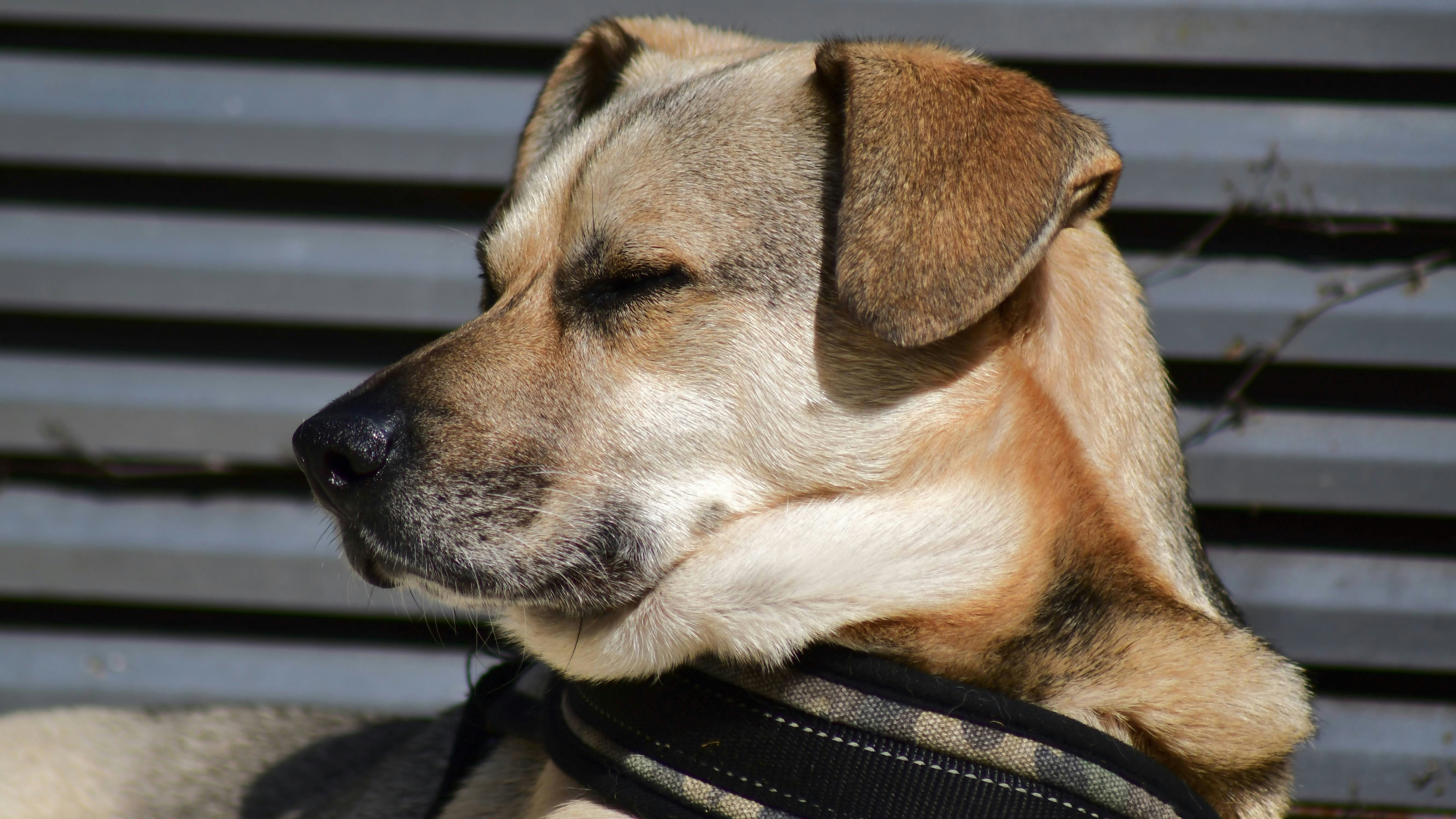 Un primer plano de un perro con un arnés foto – Imagen de Mascota ...