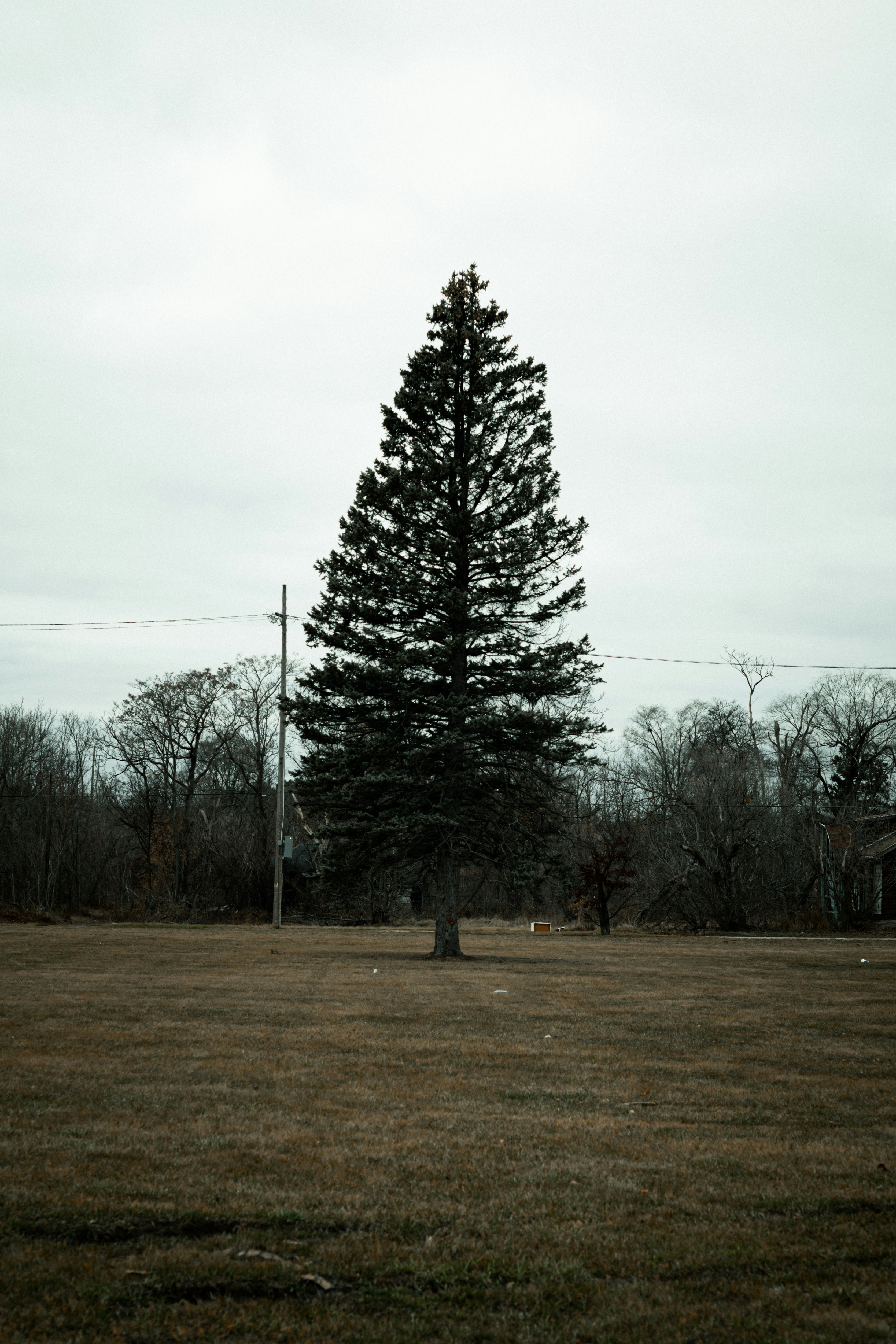 The Sentinel Pine: Solitary Evergreen Framing a Quiet Field Under Gray Skies