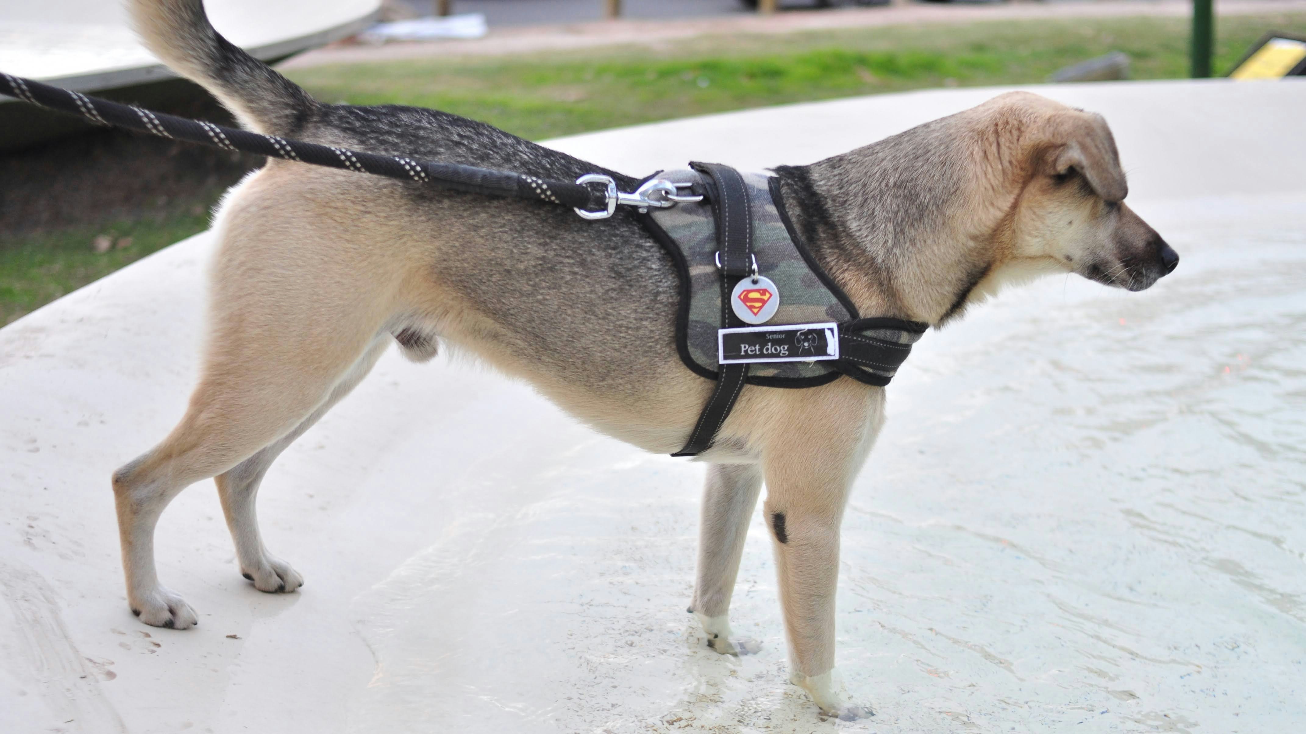 a dog wearing a harness standing on a ledge
