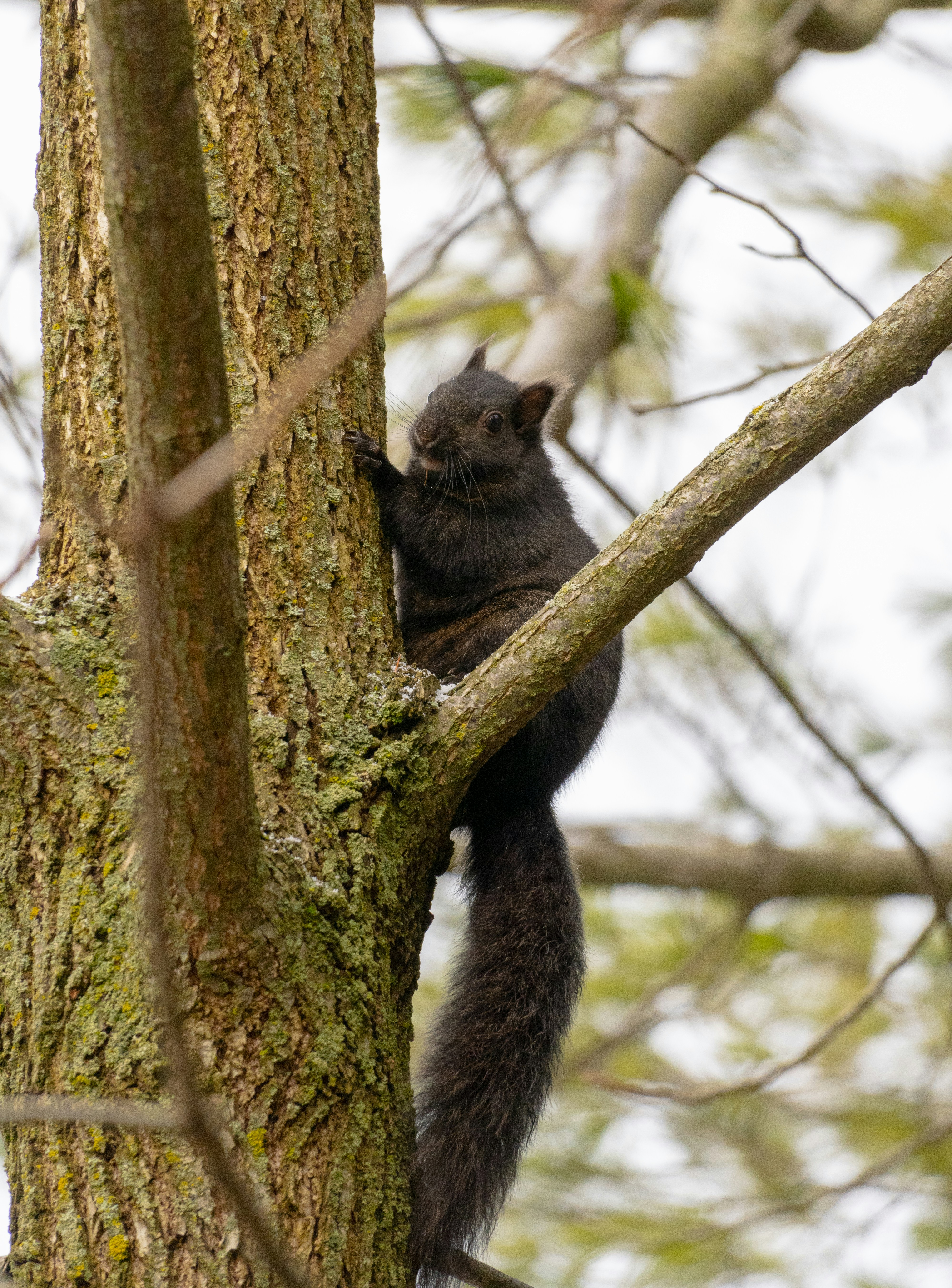 Silent Climber: A Black Squirrel Clings to the Trunk