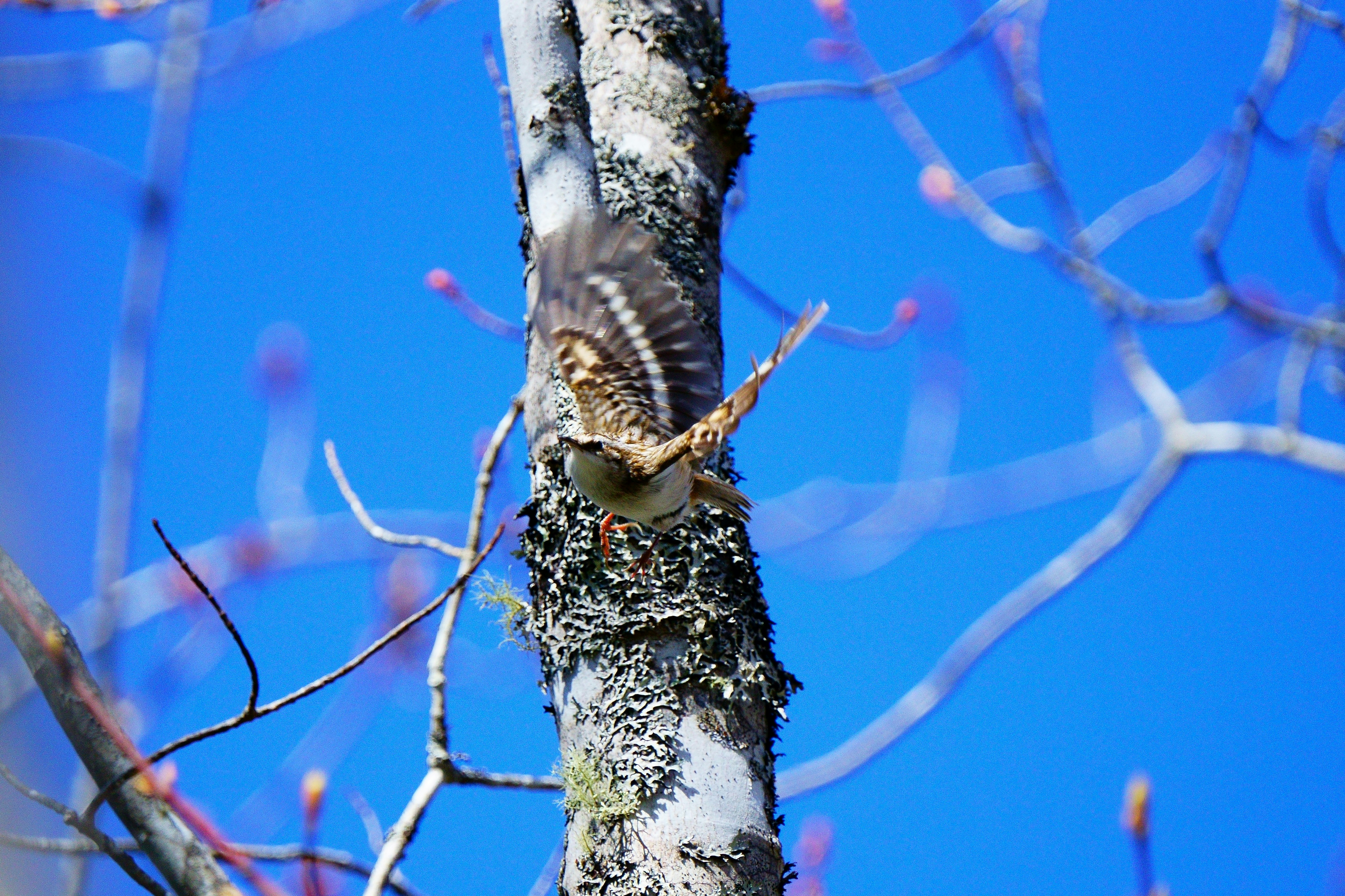 a bird is perched on a tree branch