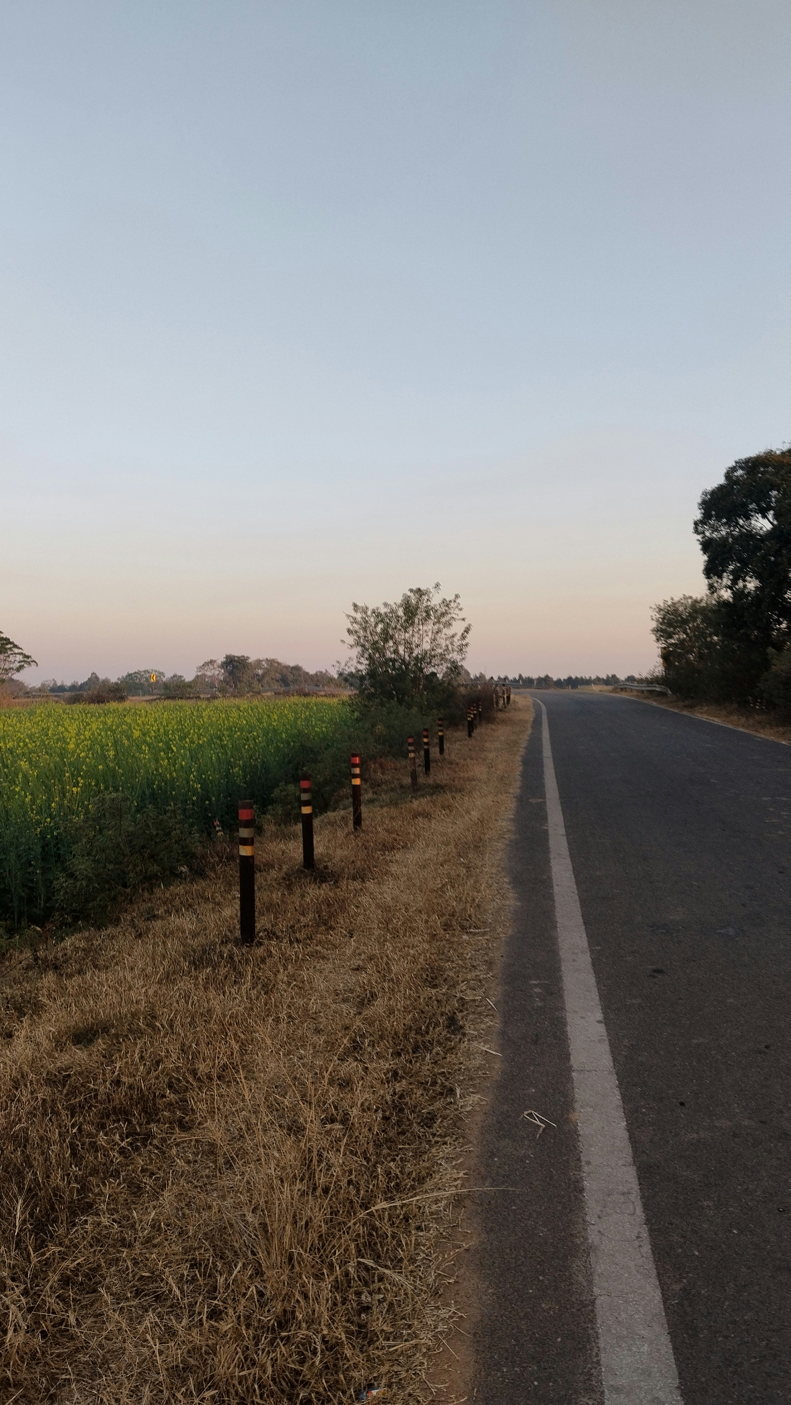 A rural road with a field of crops in the background photo – Free ...