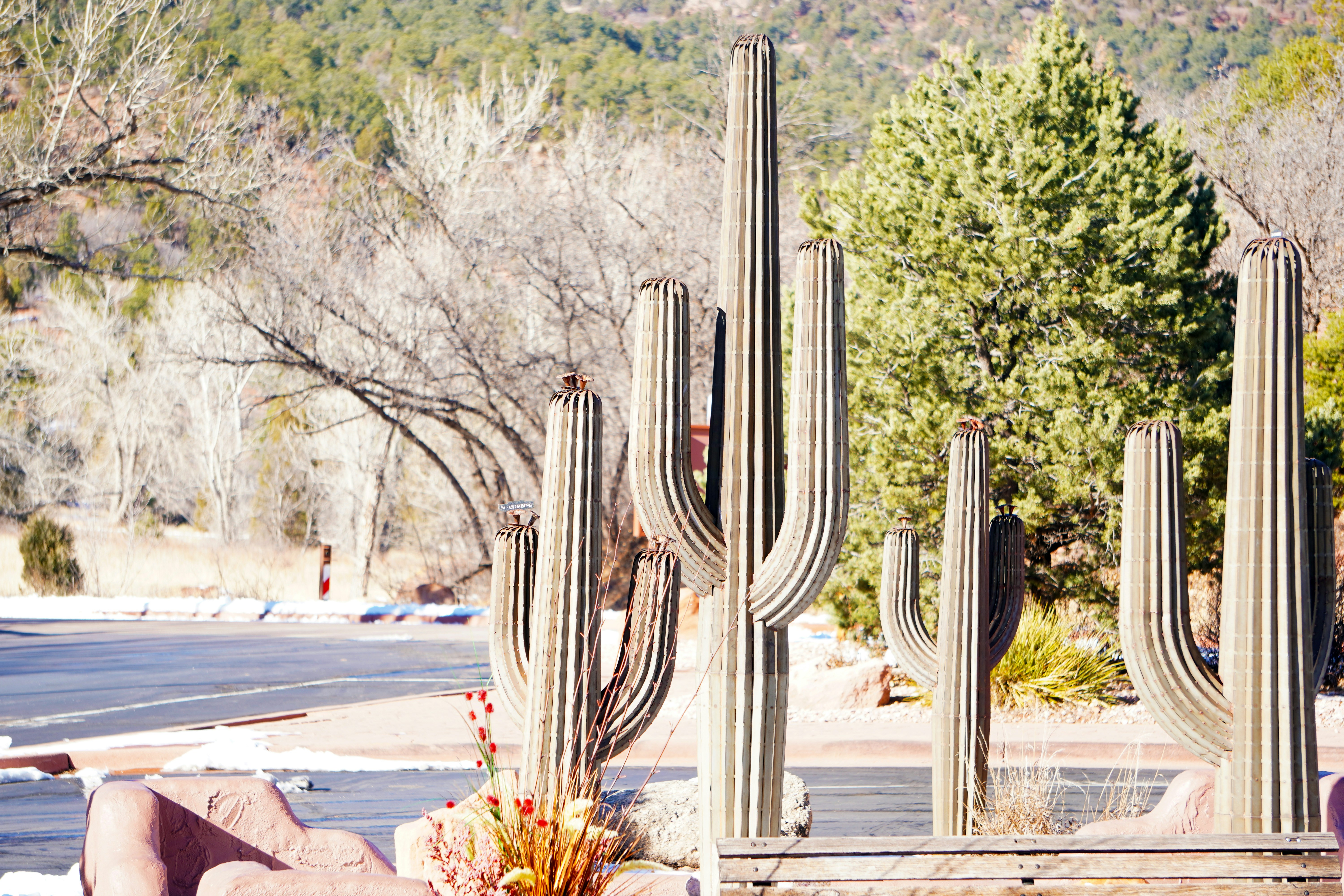 Desert Garden: Cacti Stand Against a Sunny Road