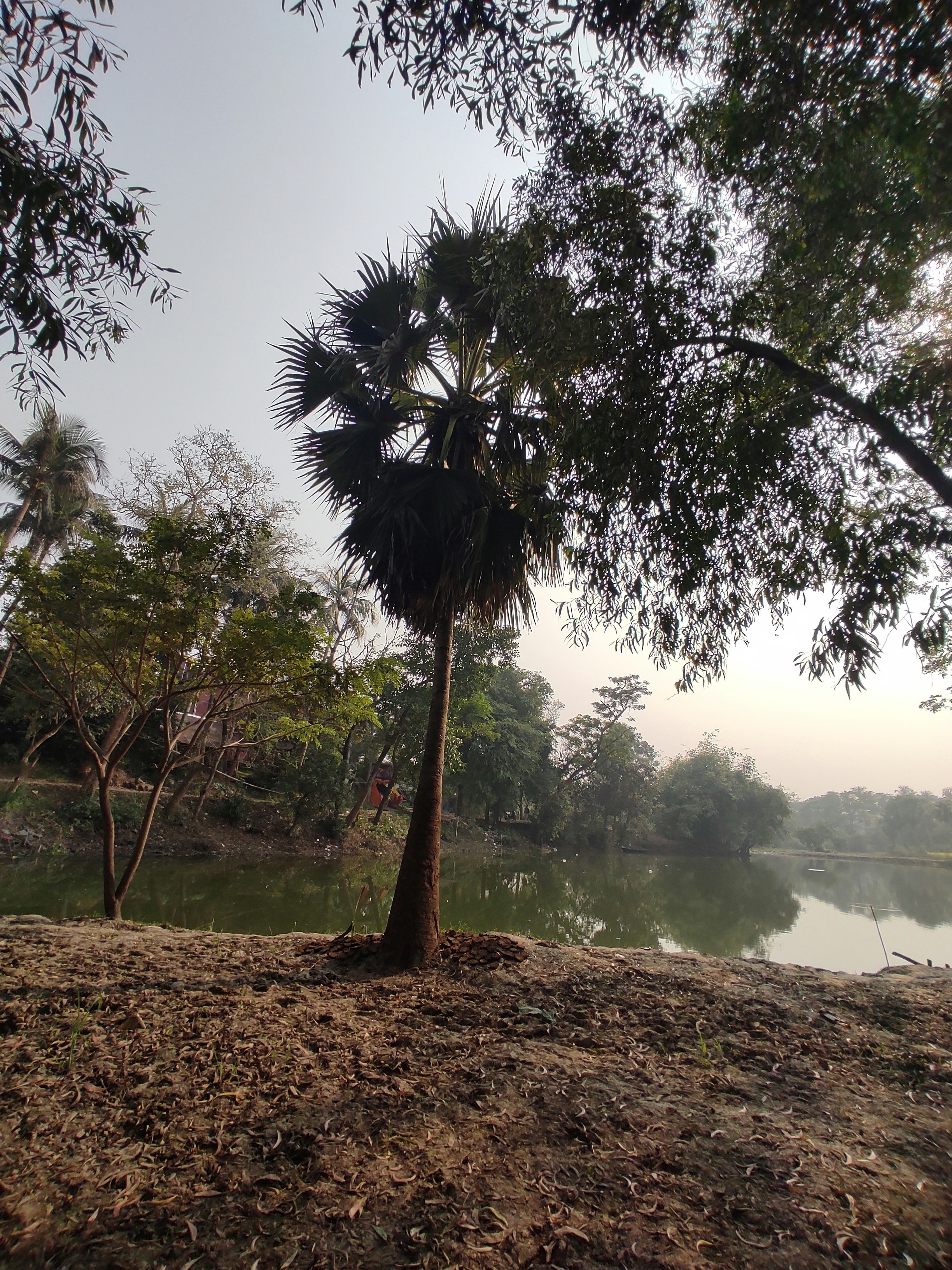 Dusk-lit lakeside scene with a solitary palm tree near the shore and calm water reflecting the silhouettes of surrounding trees.