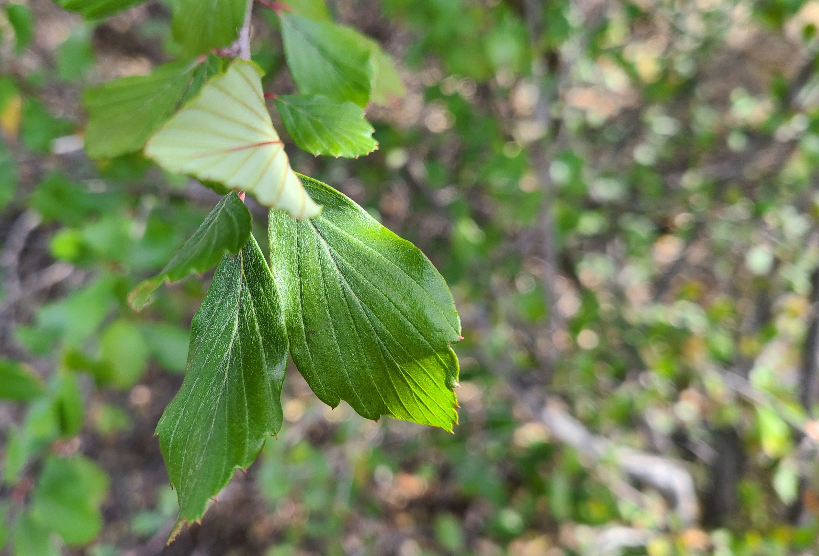 Ein grünes Blatt, das an einem Ast hängt Foto – Kostenloses Bild zum ...
