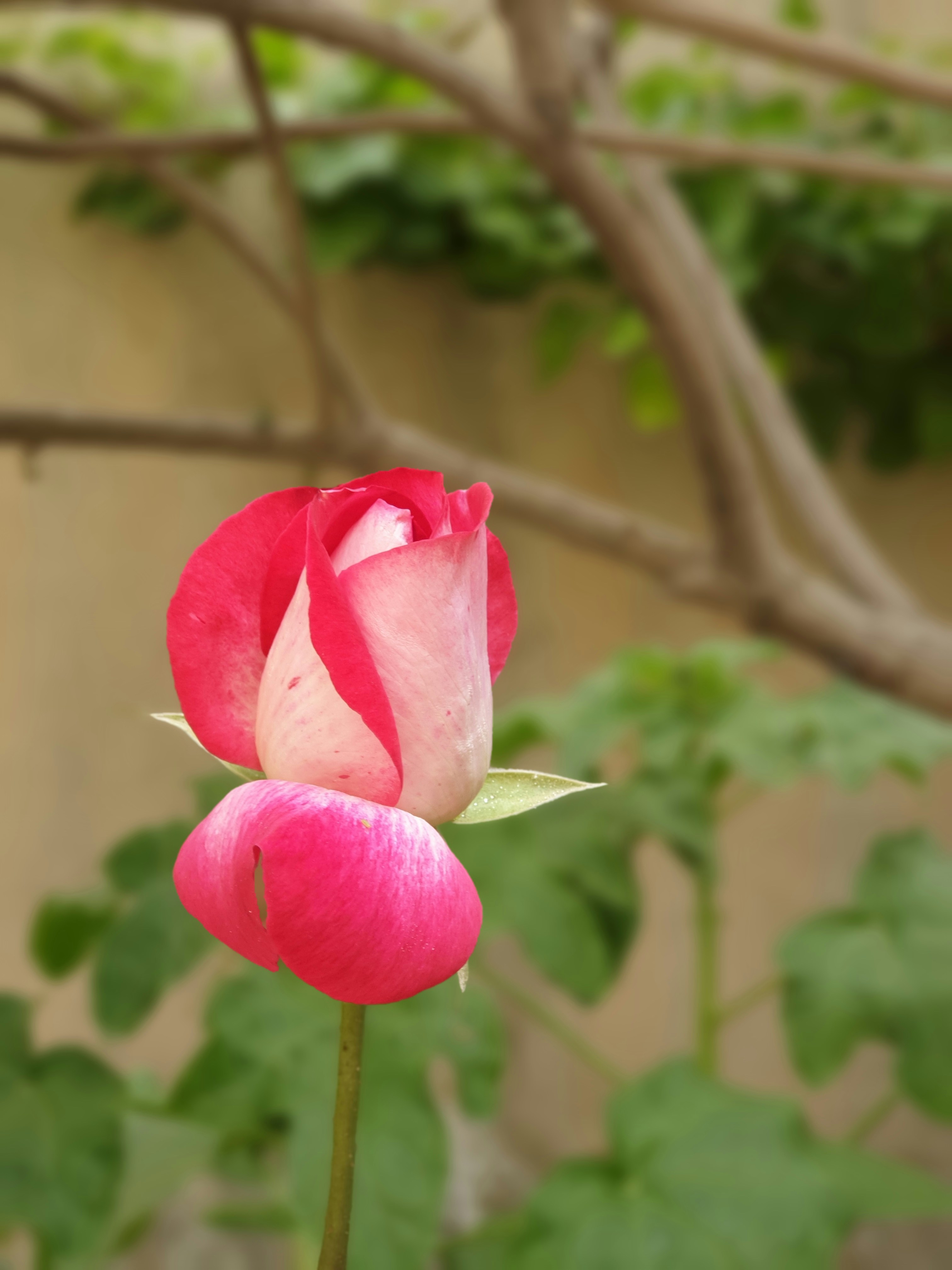 a-pink-and-white-rose-in-front-of-a-tree-photo-free-flower-image-on