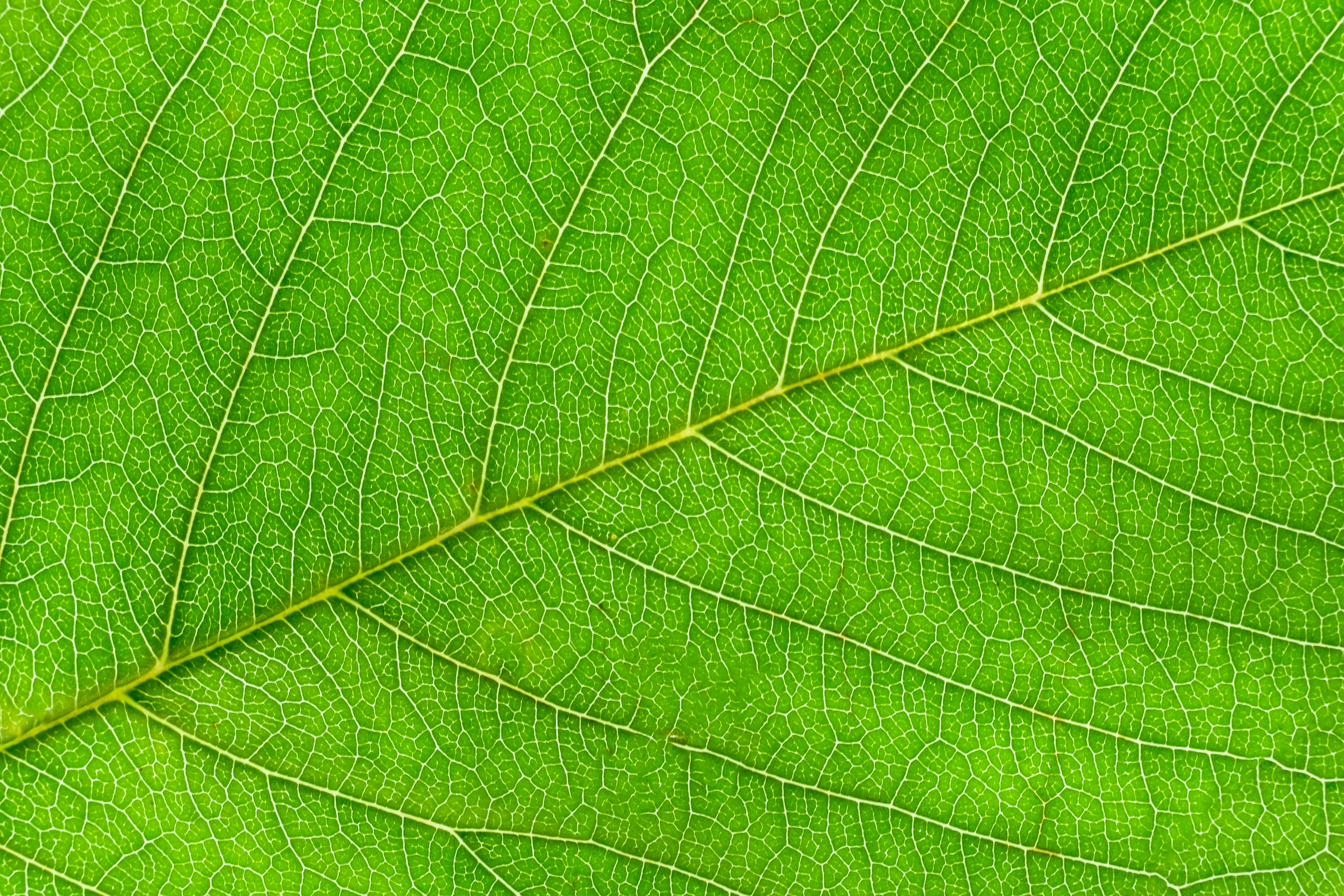 A close up view of a green leaf photo – Free Background Image on Unsplash