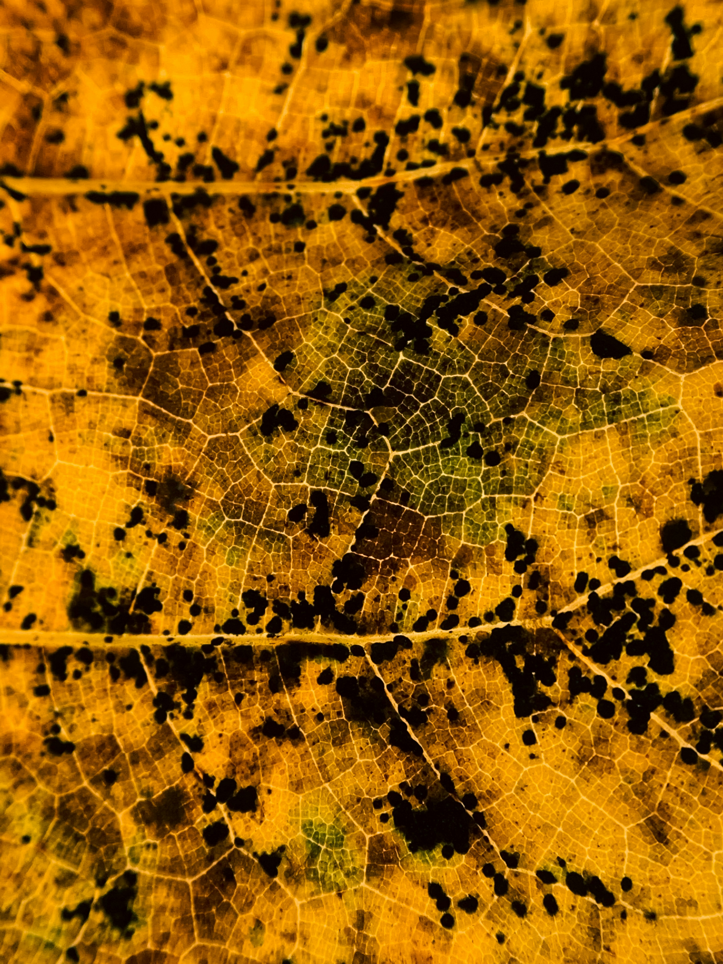 Autumn Vein Mosaic: Close-Up of a Leaf's Lattice and Speckles