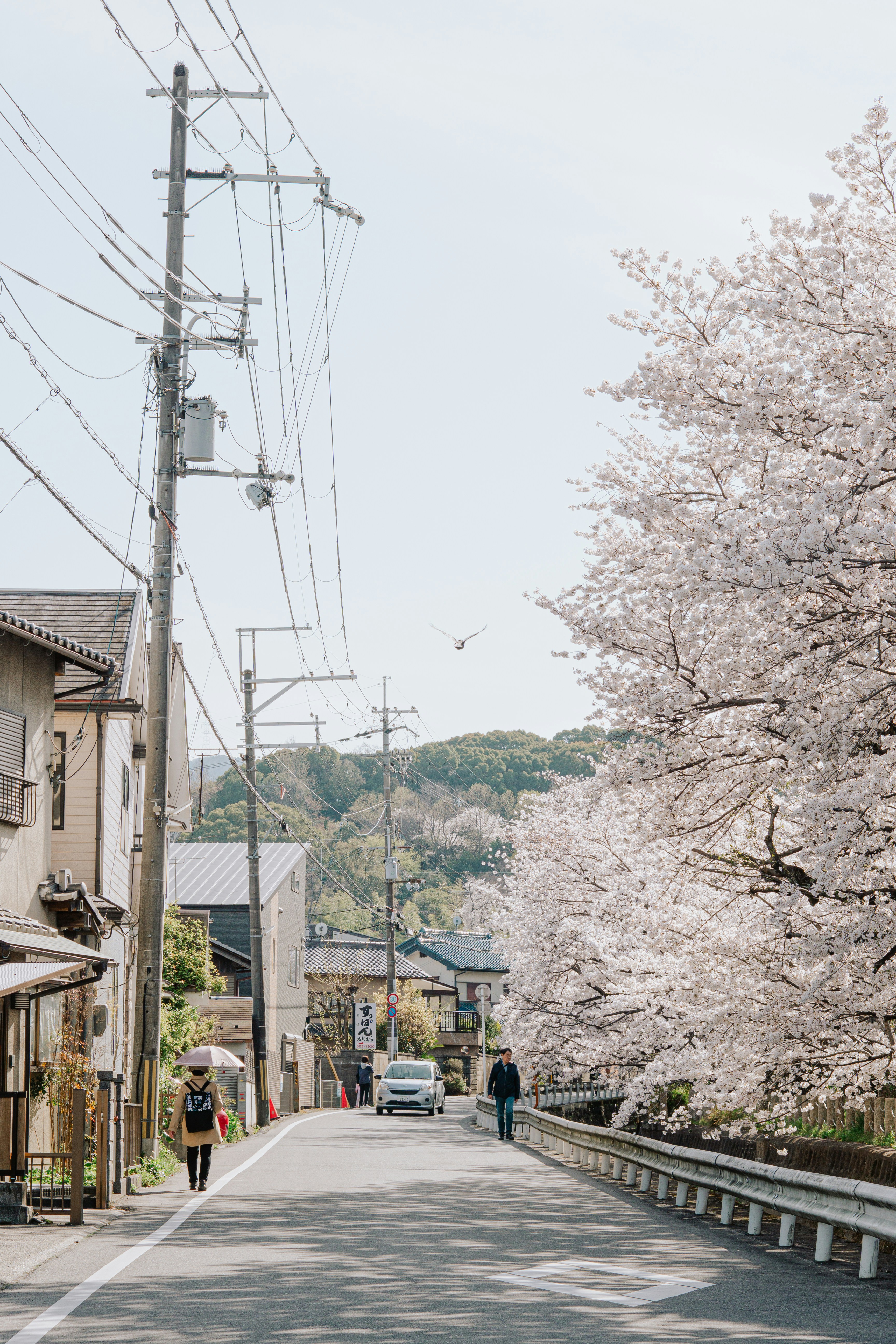 Spring in Japan | 12 best free spring in japan, trip to japan, spring ...