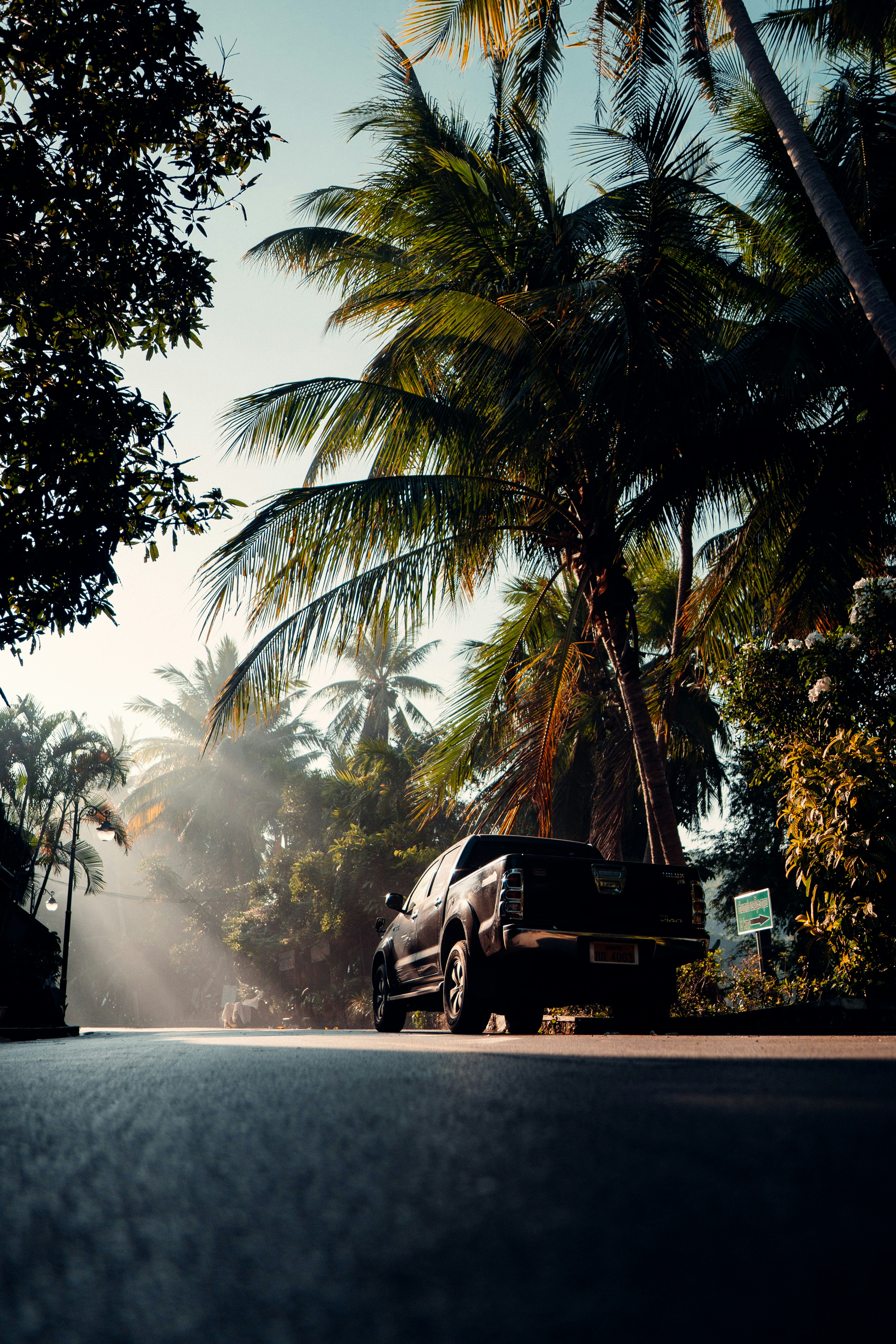 Vintage car driving along a sun-dappled tropical road lined with tall palm trees.