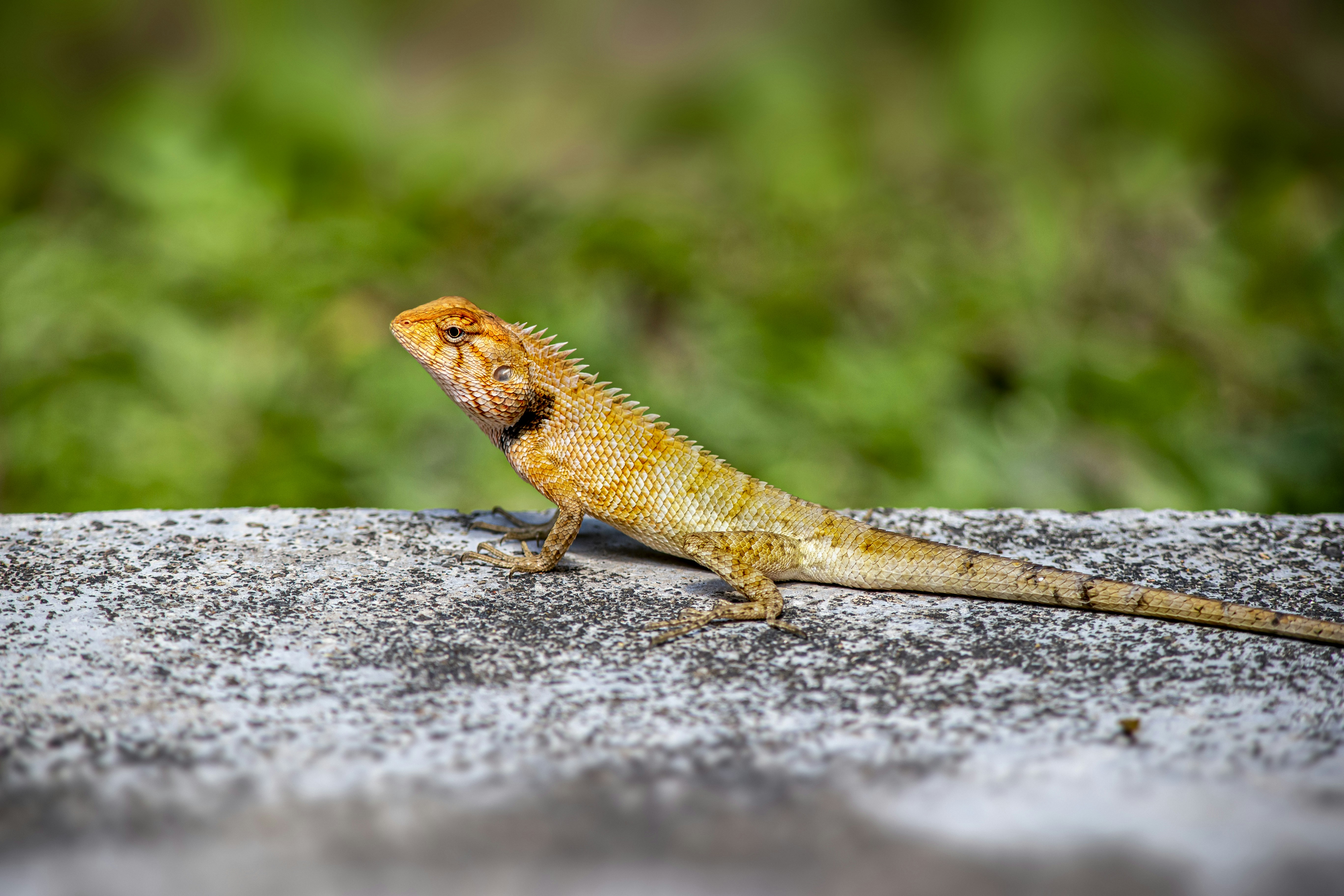 A small lizard is sitting on a rock photo – Free Khao lak Image on Unsplash