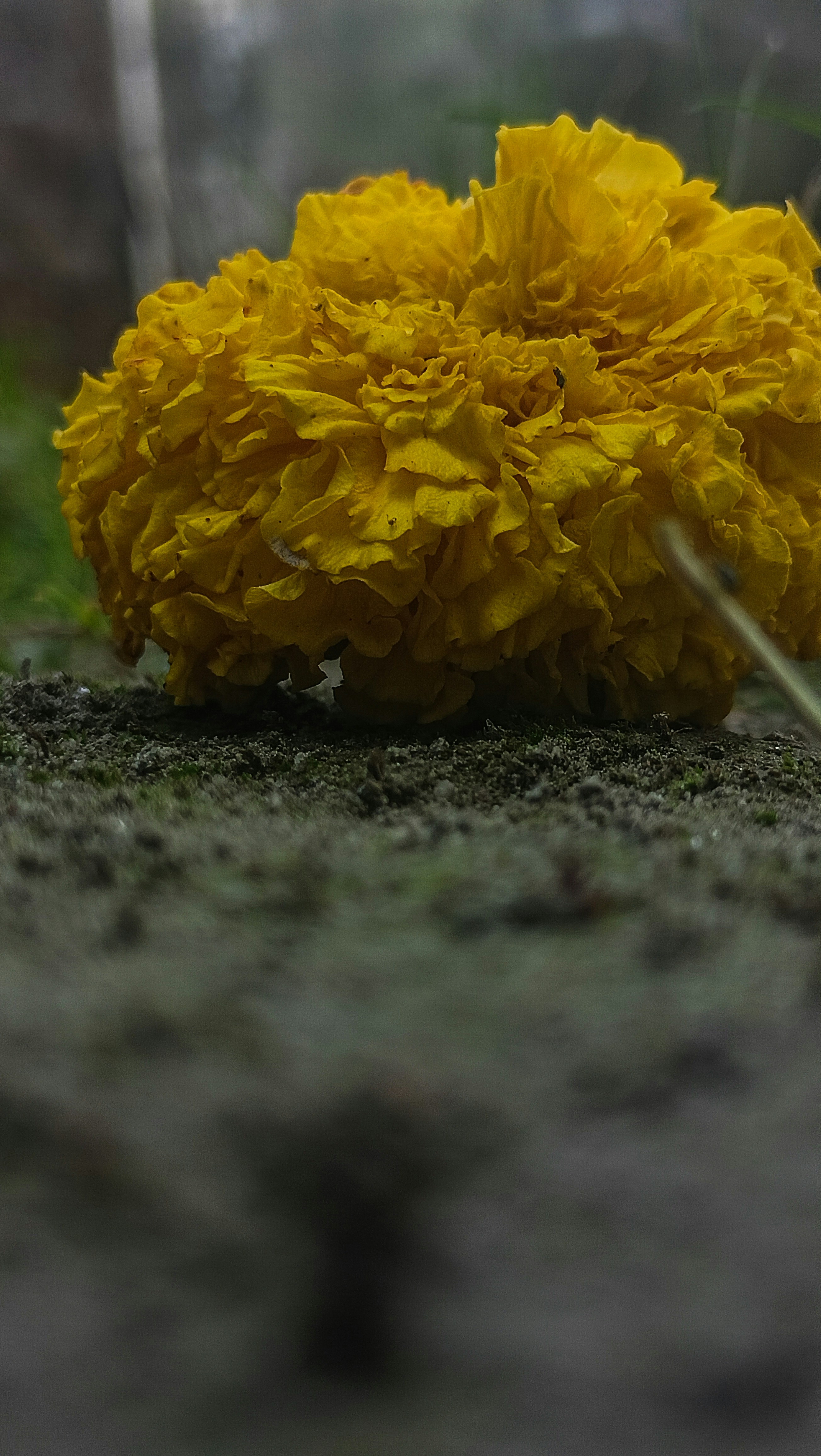 A vibrant yellow marigold flower resting on a textured surface, showcasing its intricate layers and natural beauty.