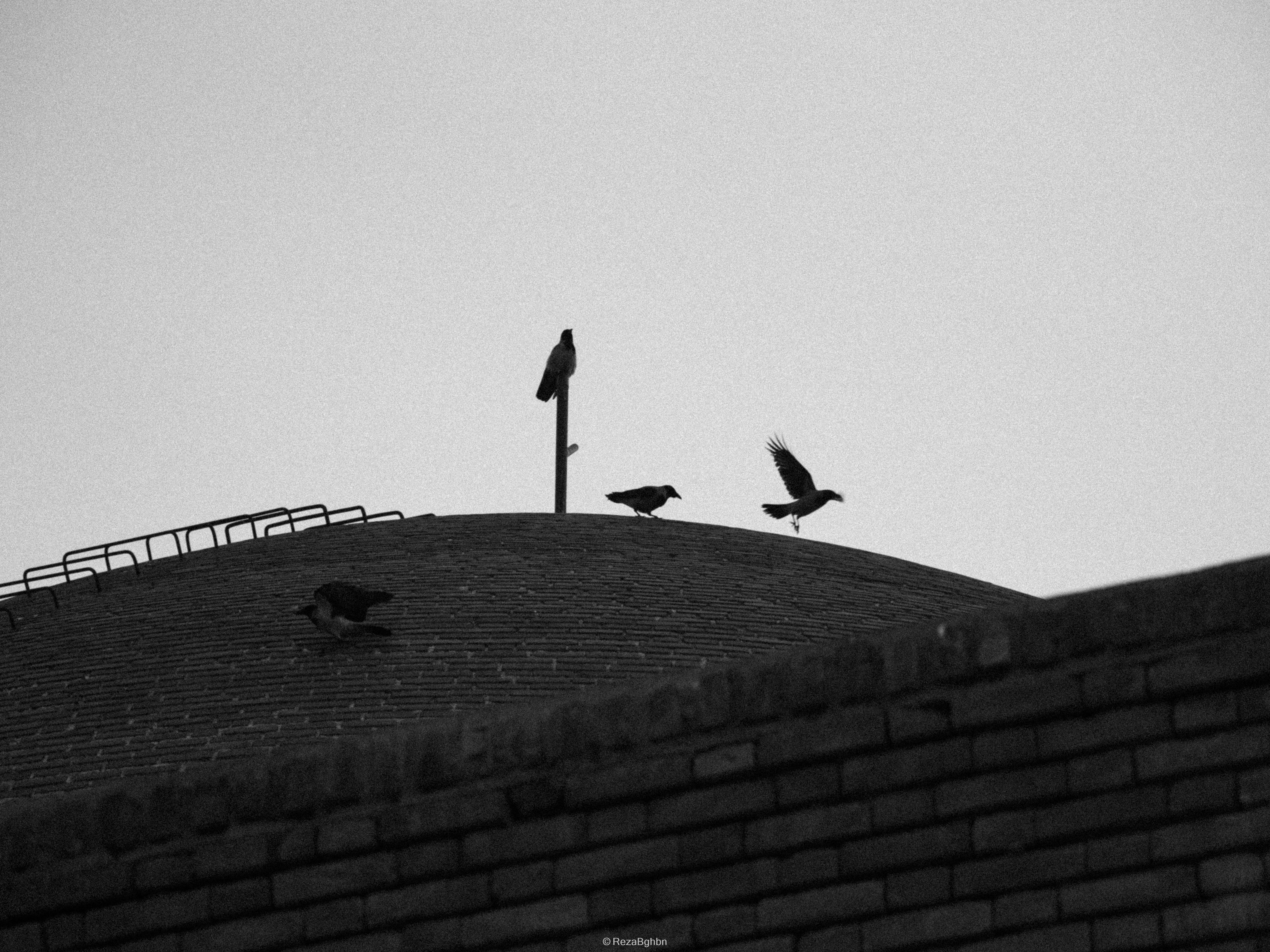 Birds silhouetted against the sky perched and flying over a curved rooftop.