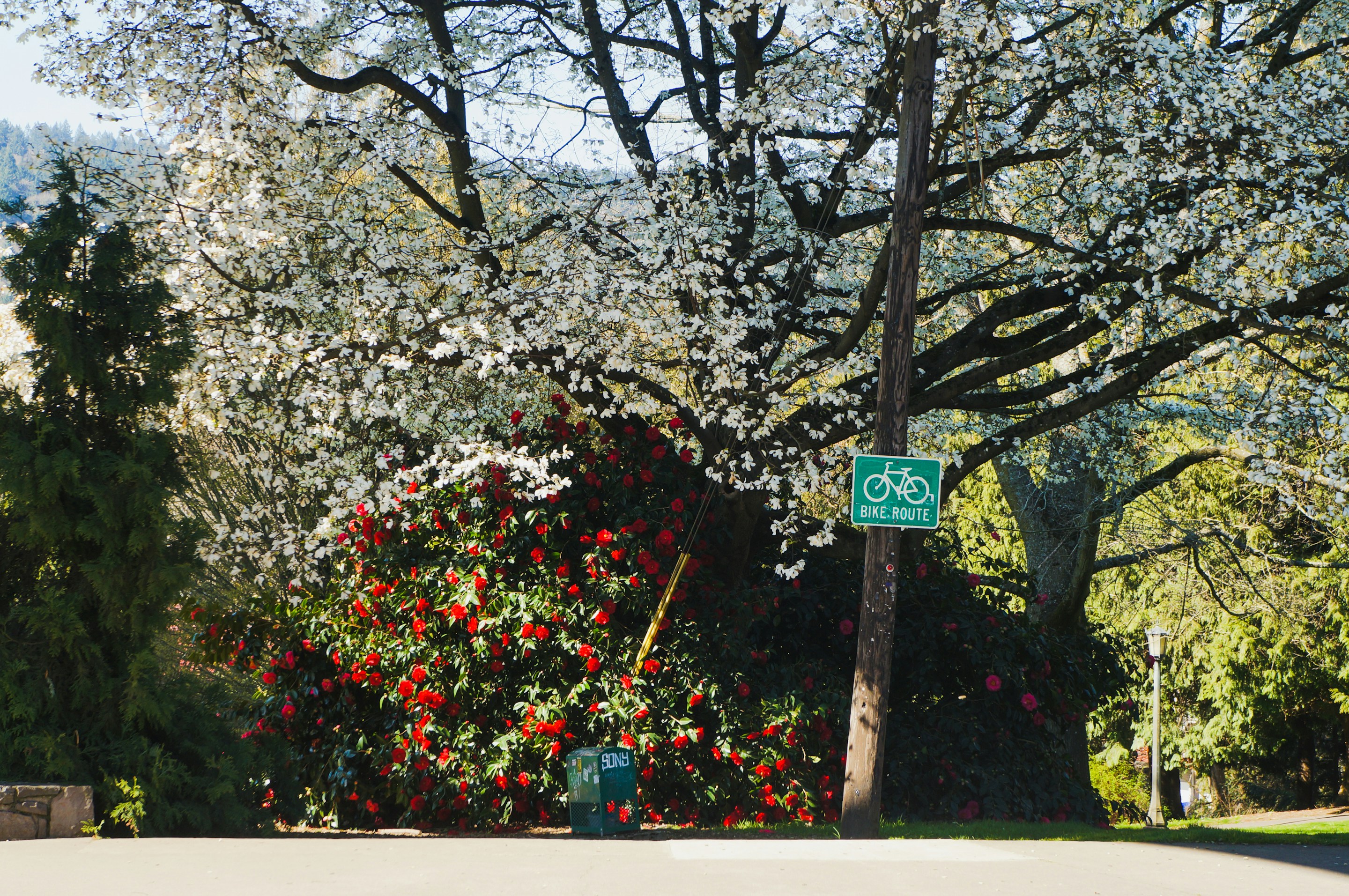 Spring Canopy Over a Quiet Bike Route