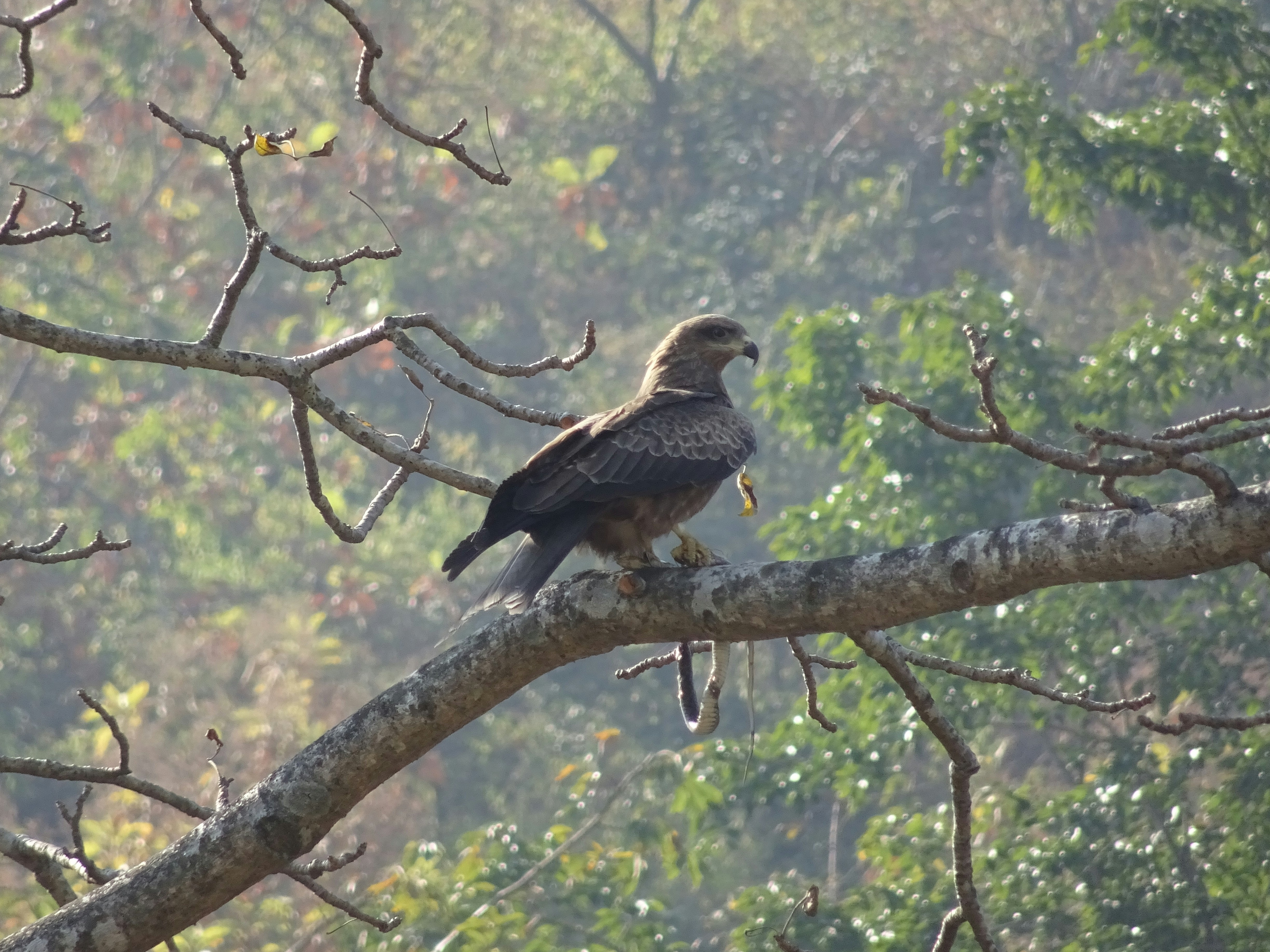 A hawk resting on a branch, surrounded by lush greenery and soft morning light. The scene captures the essence of wildlife in its natural habitat.
