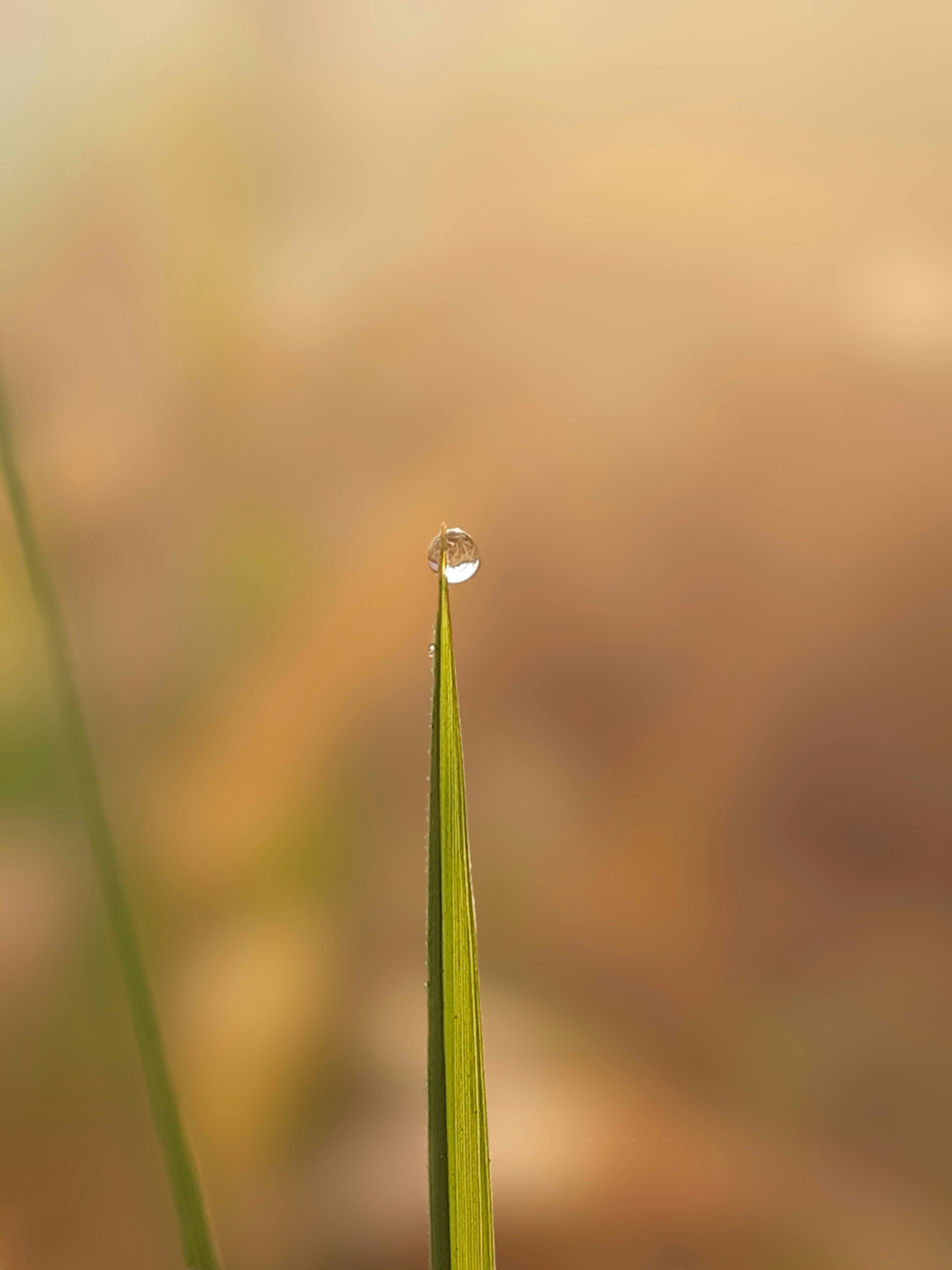 Macro photograph of a single blade of grass with a dew drop perched at the tip, set against a warm, blurred amber background.
