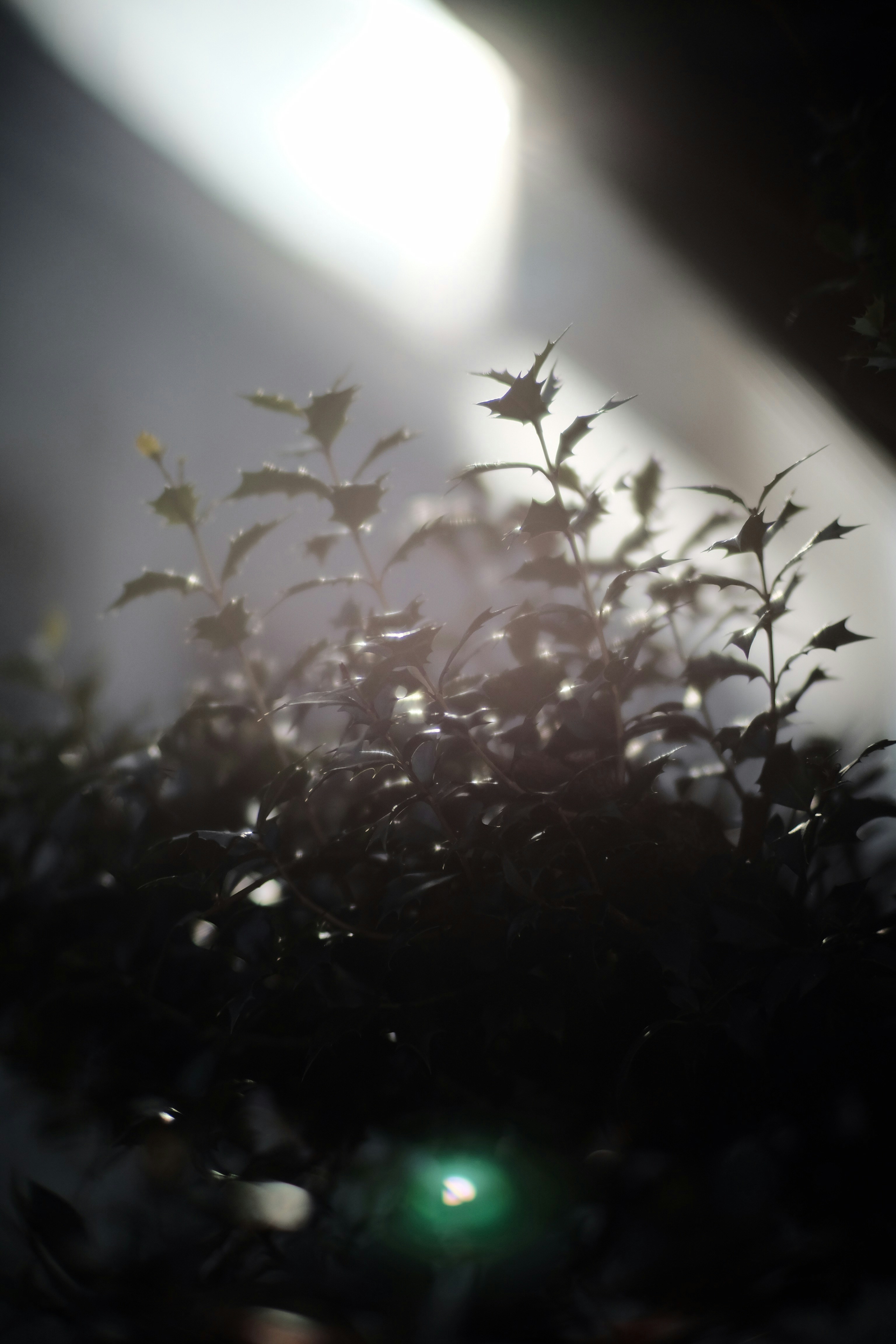 Soft Backlit Foliage in dreamlike haze with a distant glow