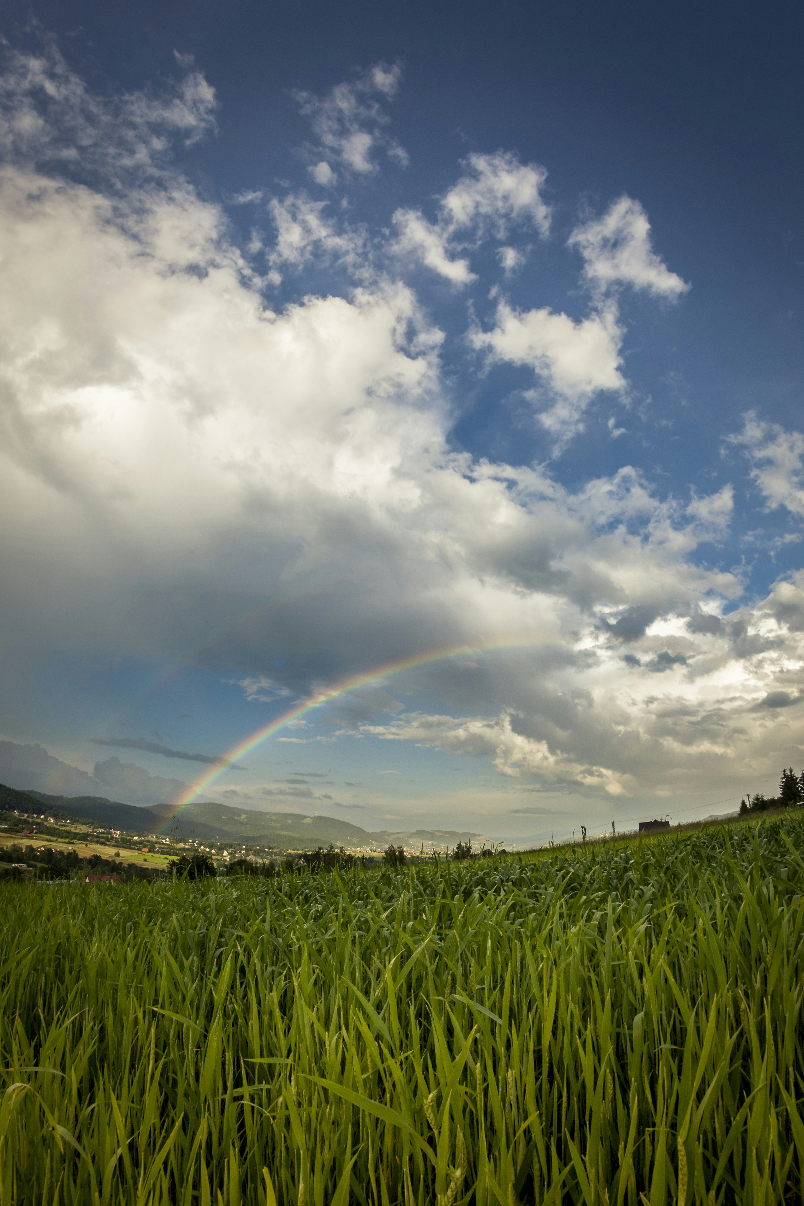 Emerald Waves Beneath a Rainbow Canopy