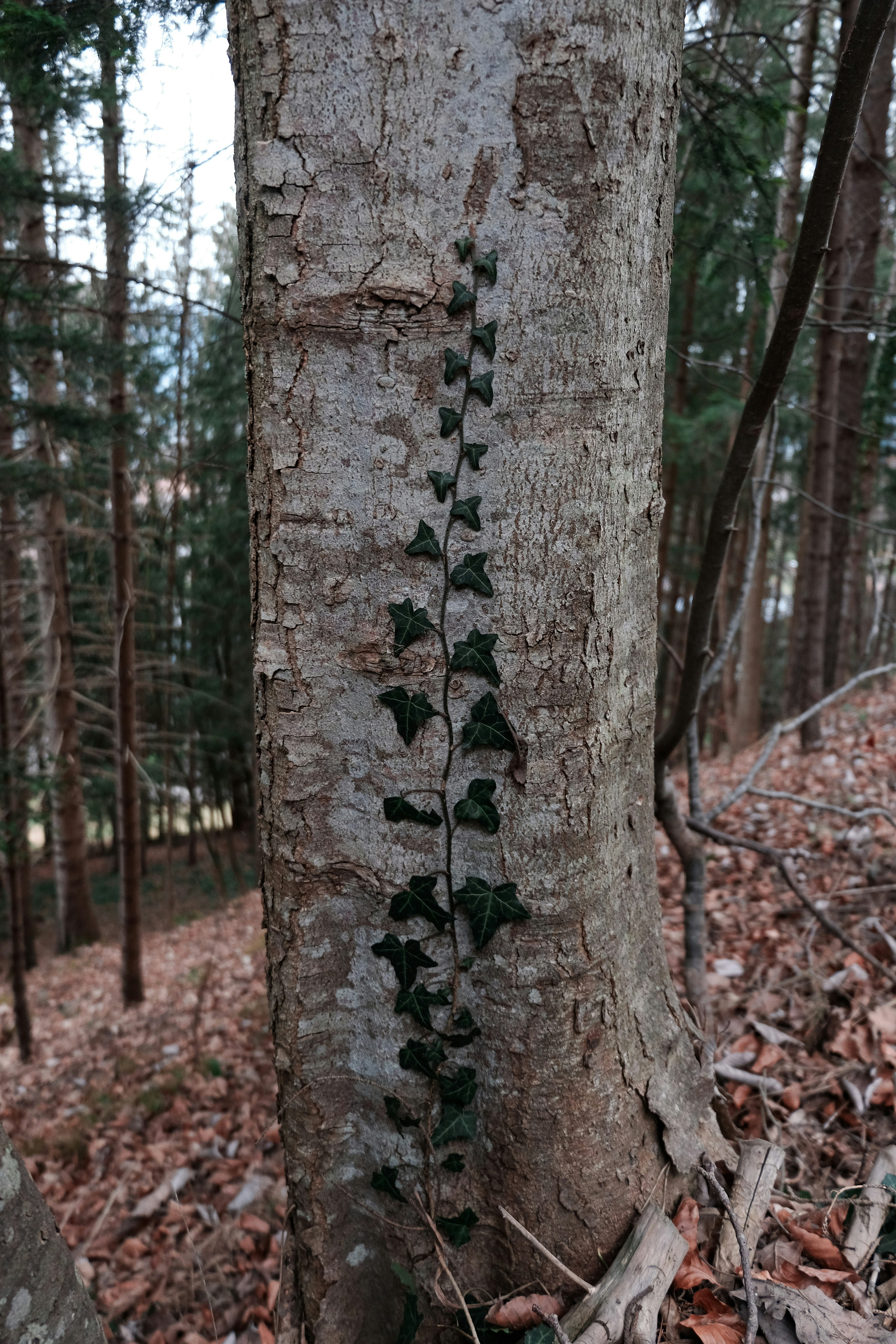 Ivied Vein Ascending a Weathered Trunk in a Quiet Forest