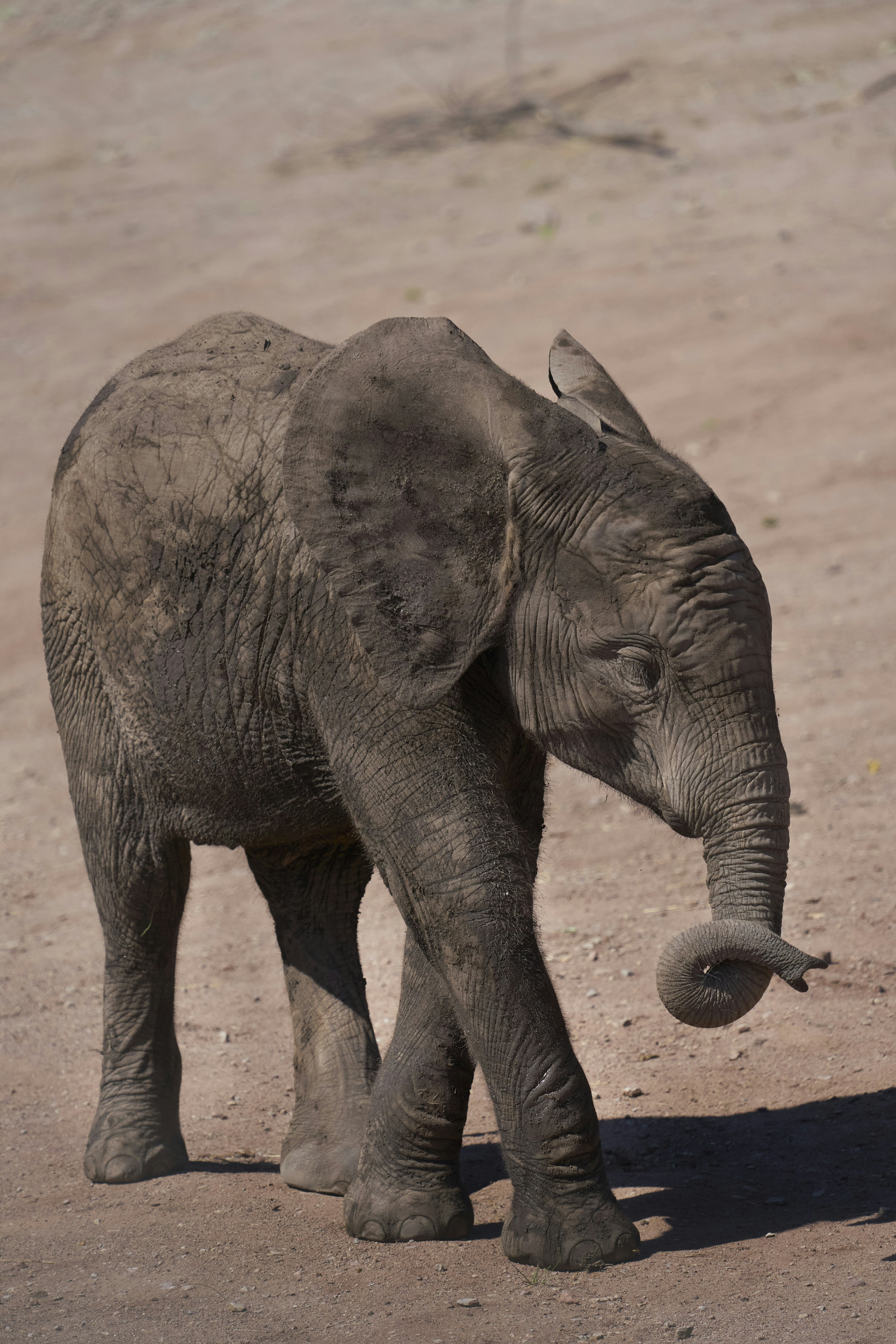 Dusty Steps: A Young Elephant Navigates a Sunbaked Plain