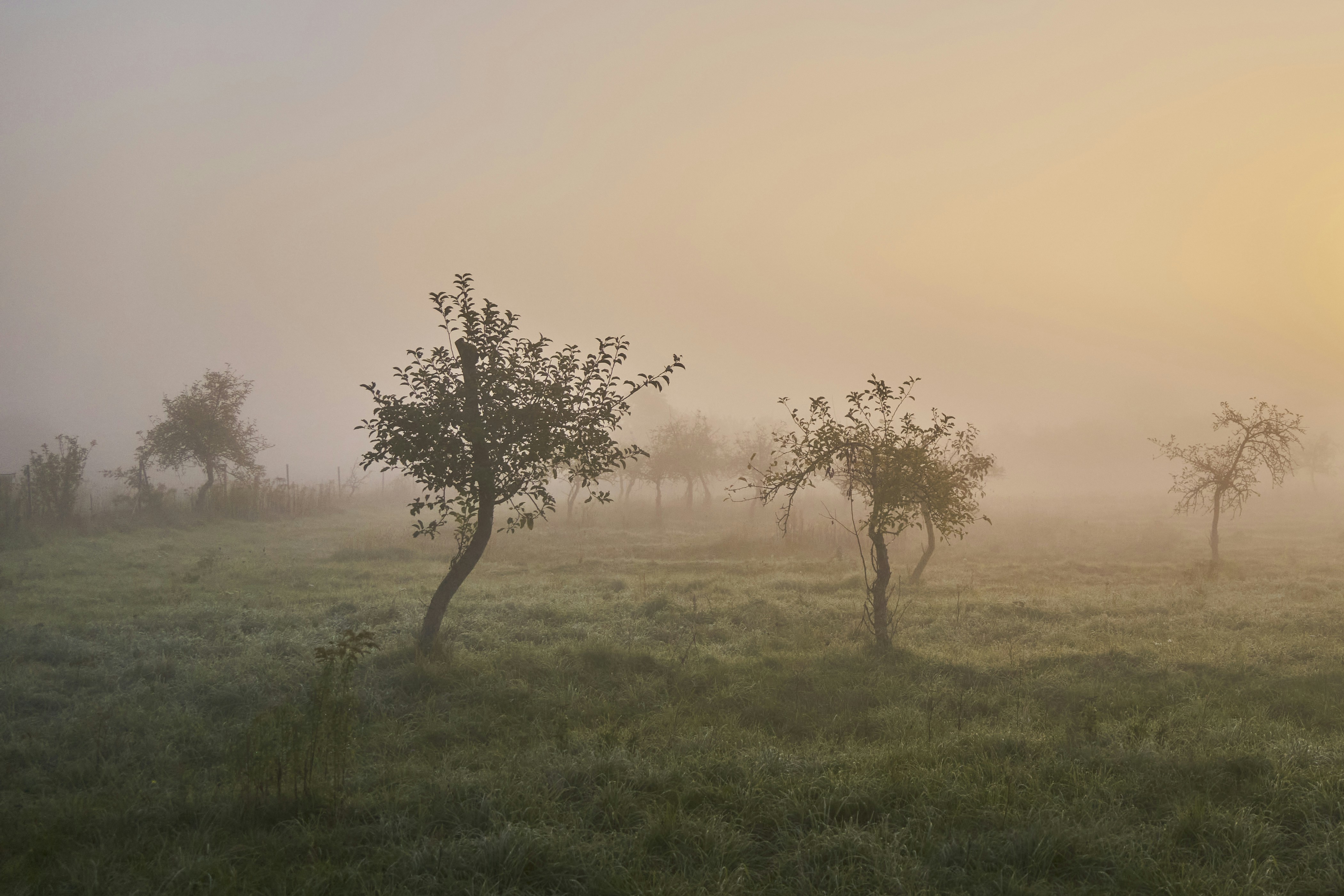 Photo by July with Sony Alpha 7 II