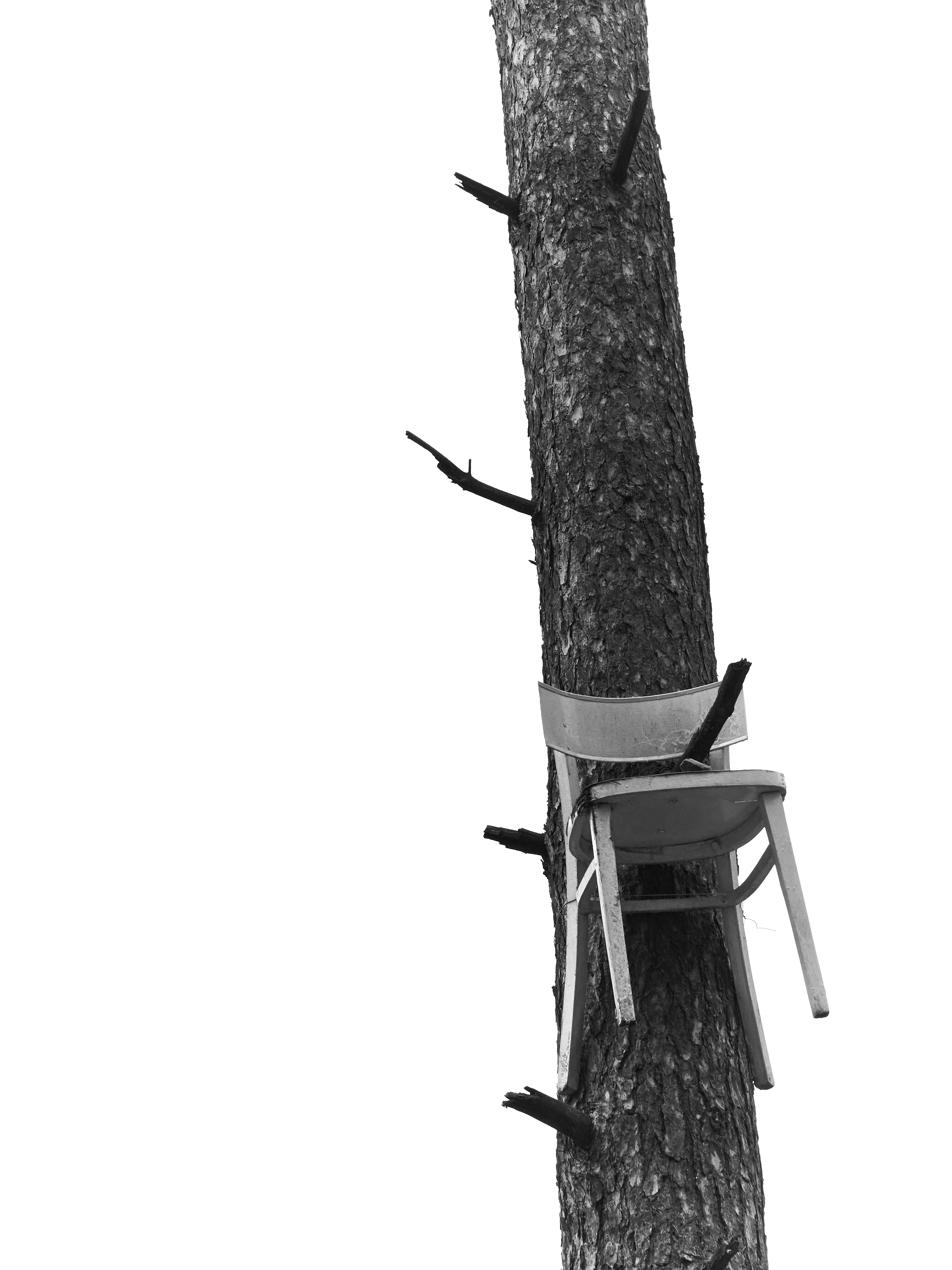 Dormant Tree Chair: A Surreal Perch Mid-Vertical