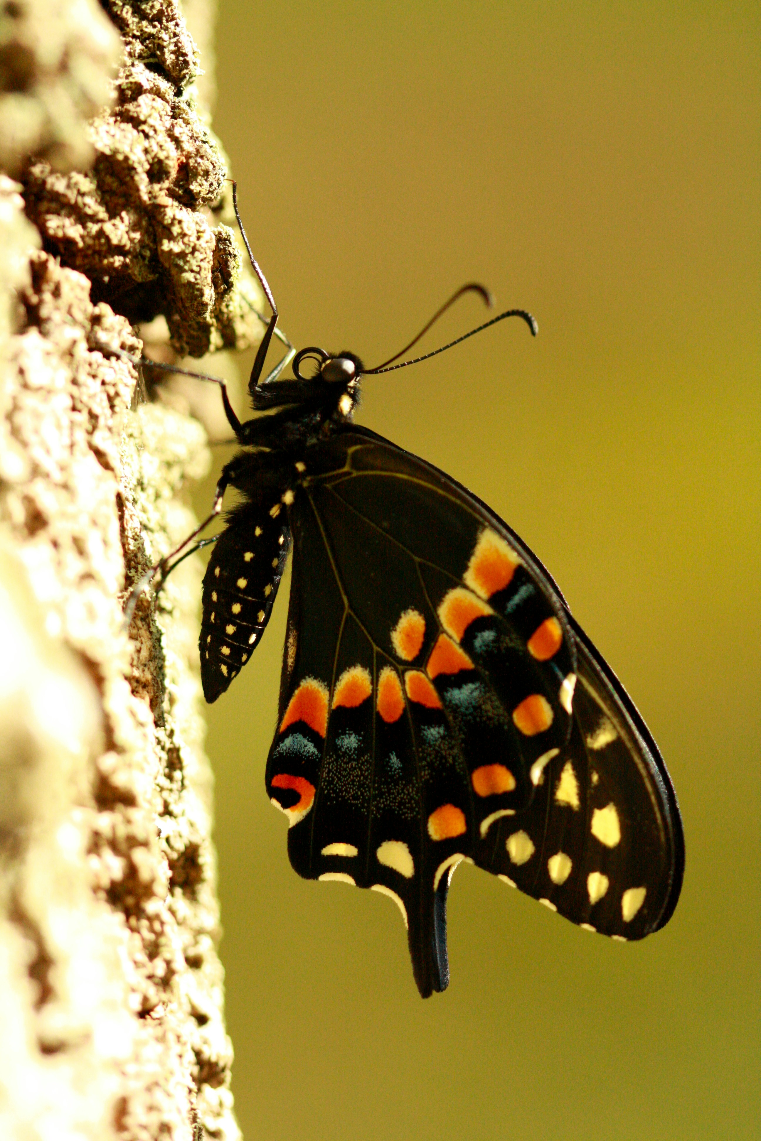 A black butterfly with vibrant orange and blue patterns perched on textured bark, showcasing the intricate beauty of nature.
