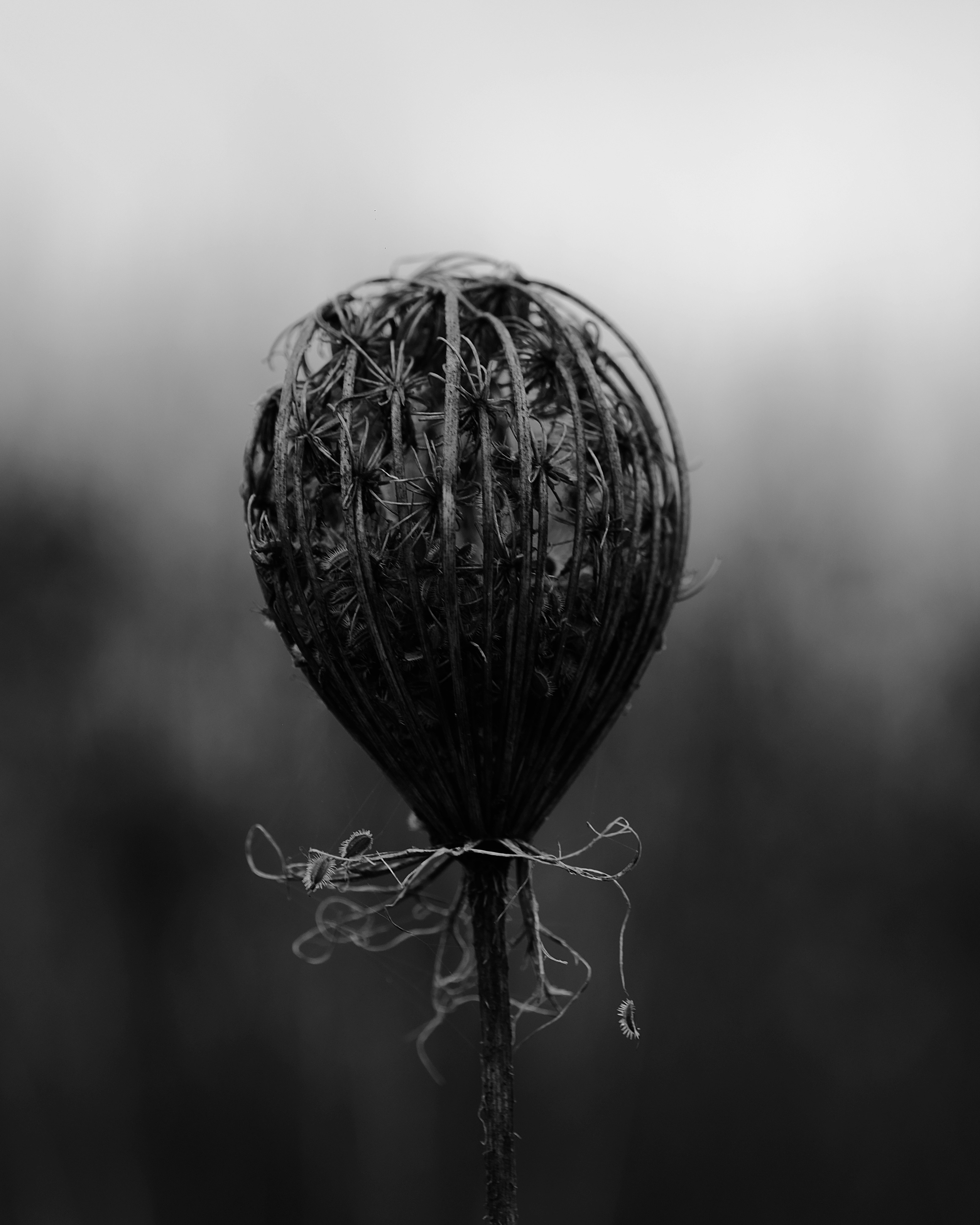 a black and white photo of a flower
