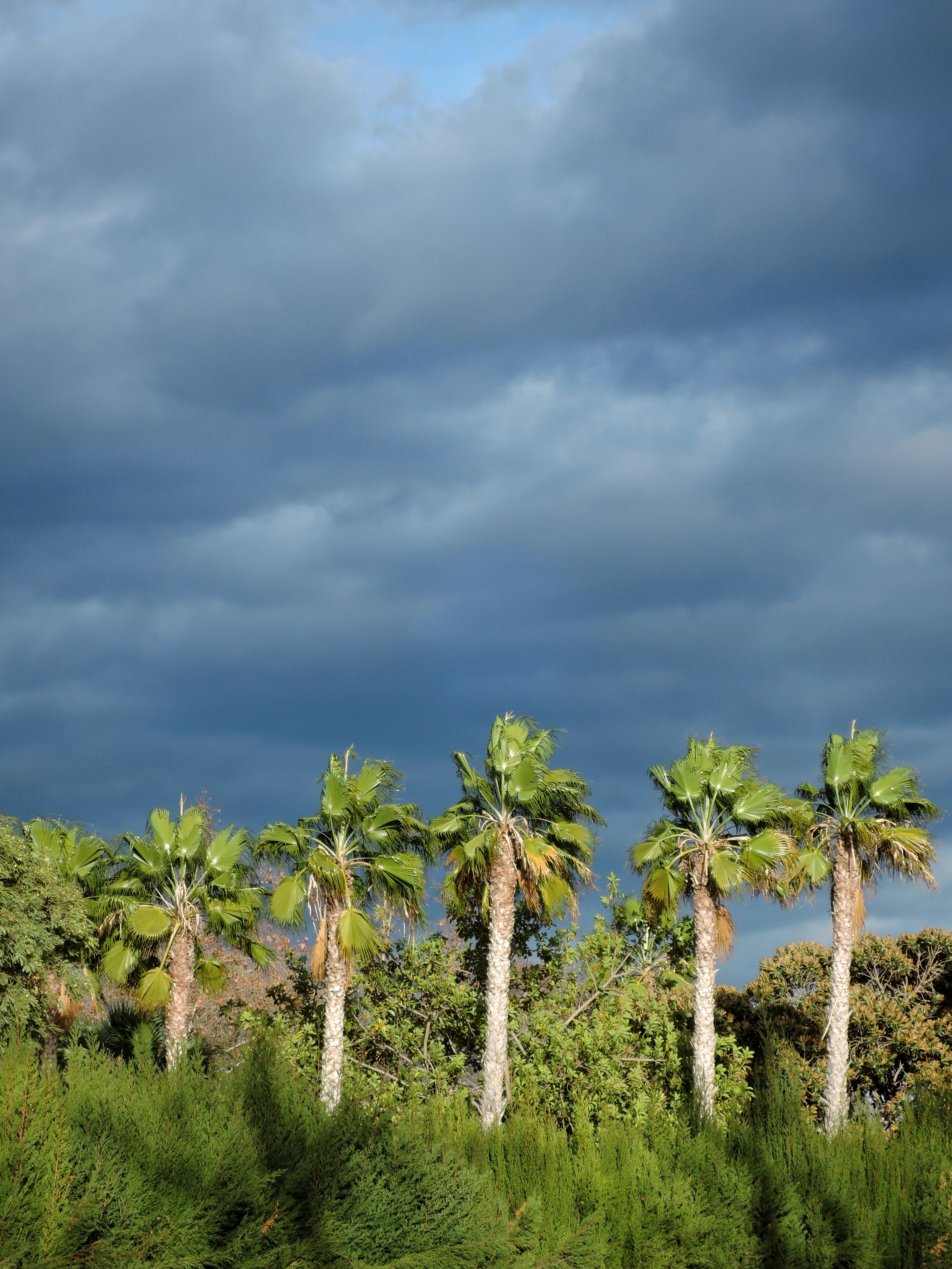 Line of Palms Under A Turbulent Sky