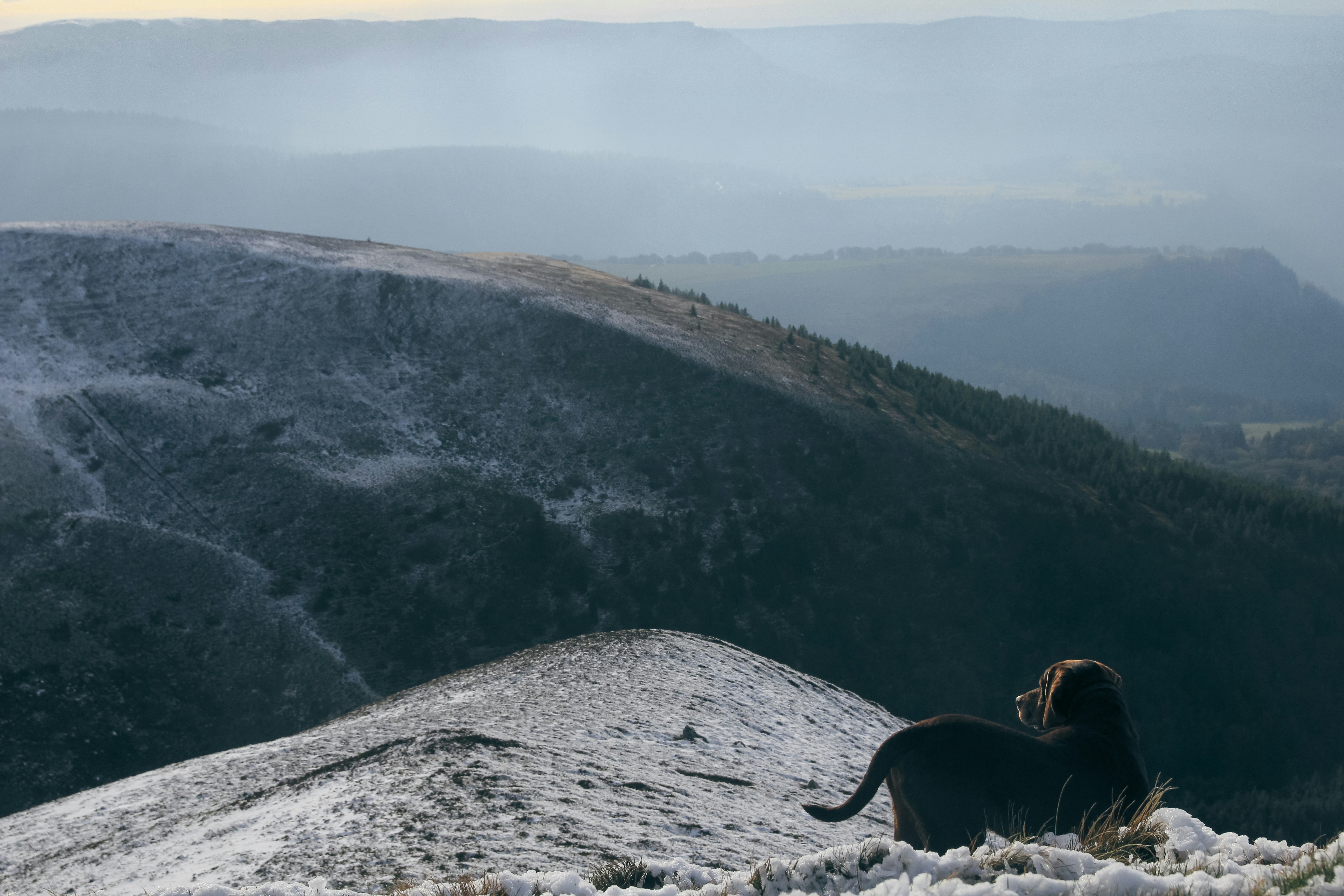 Curious Hound on a Snow-Dusted Ridge Amid Blue-Hazed Valleys