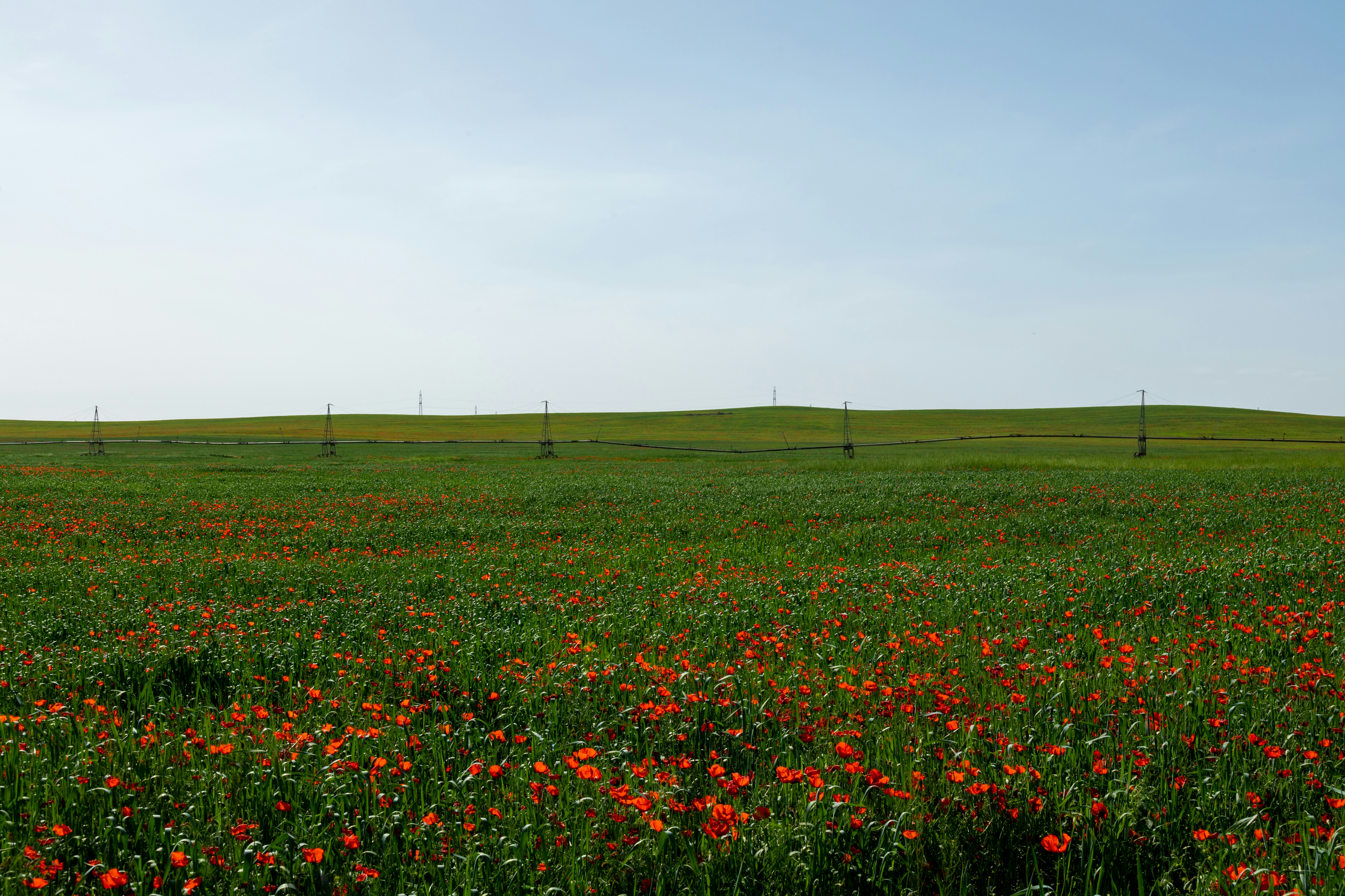 Scarlet Symphony Across Verdant Plains