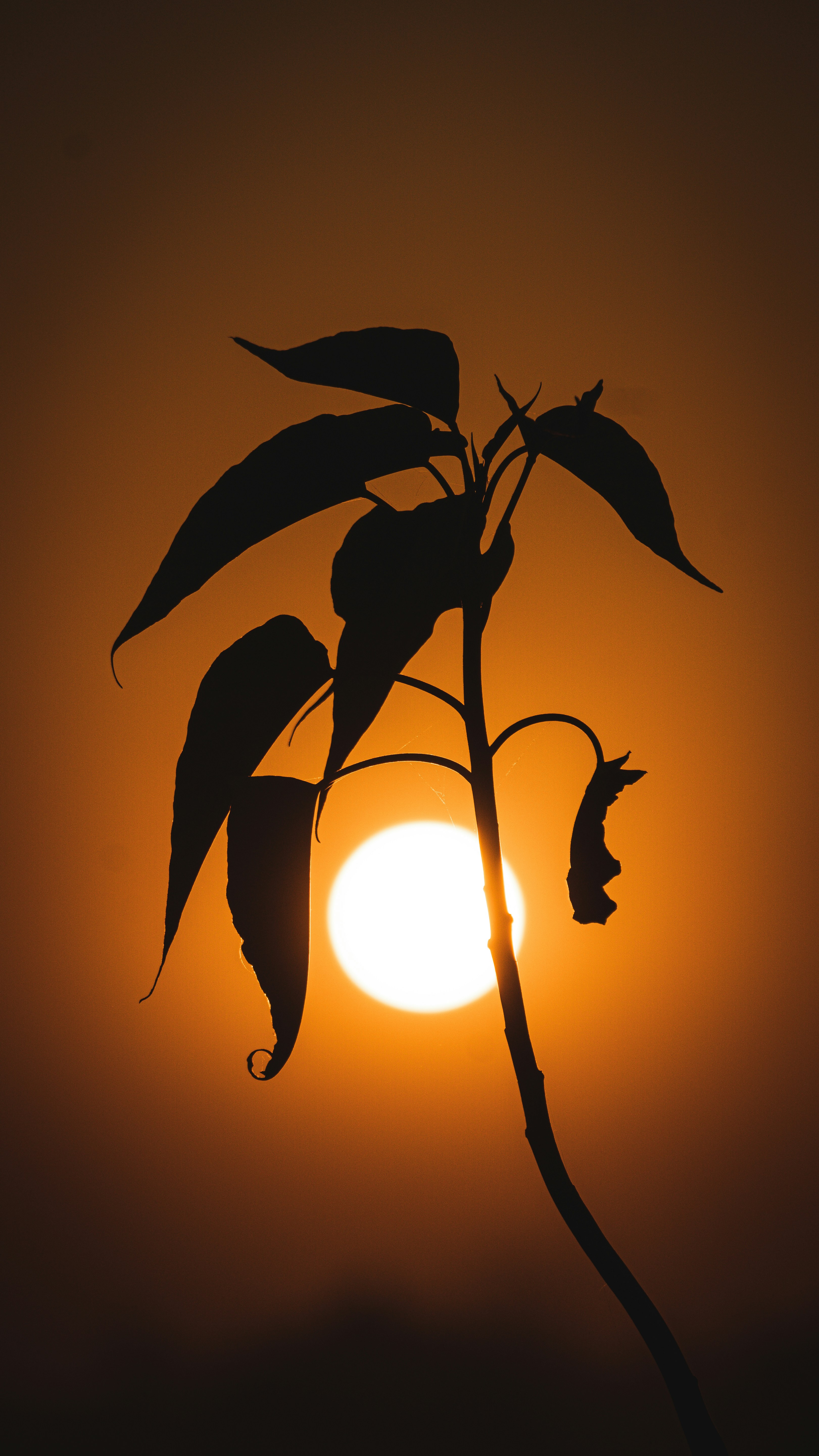 the sun is setting behind a tree branch
