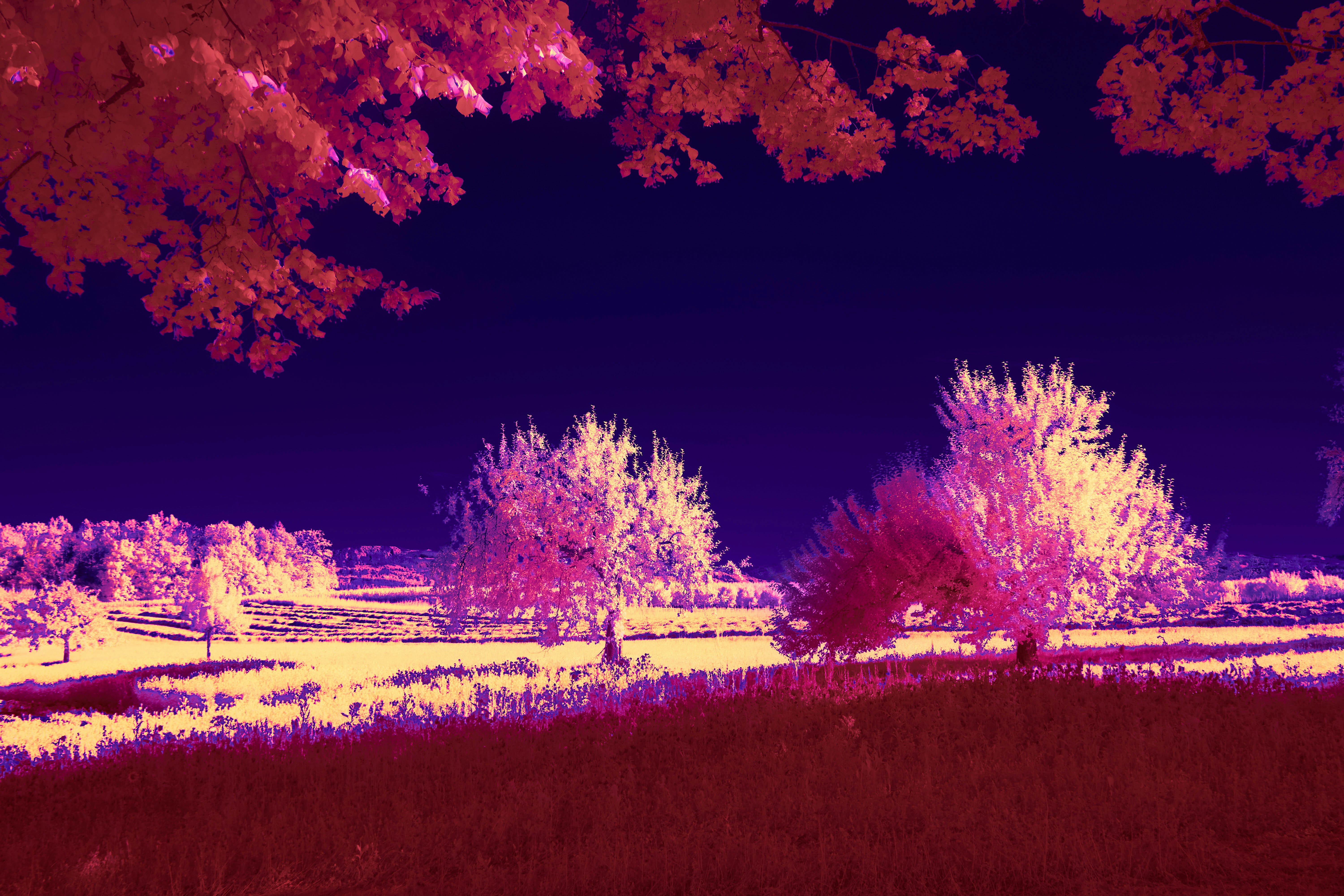 Une image infrarouge d’arbres dans un champ photo – Photo Paysage ...