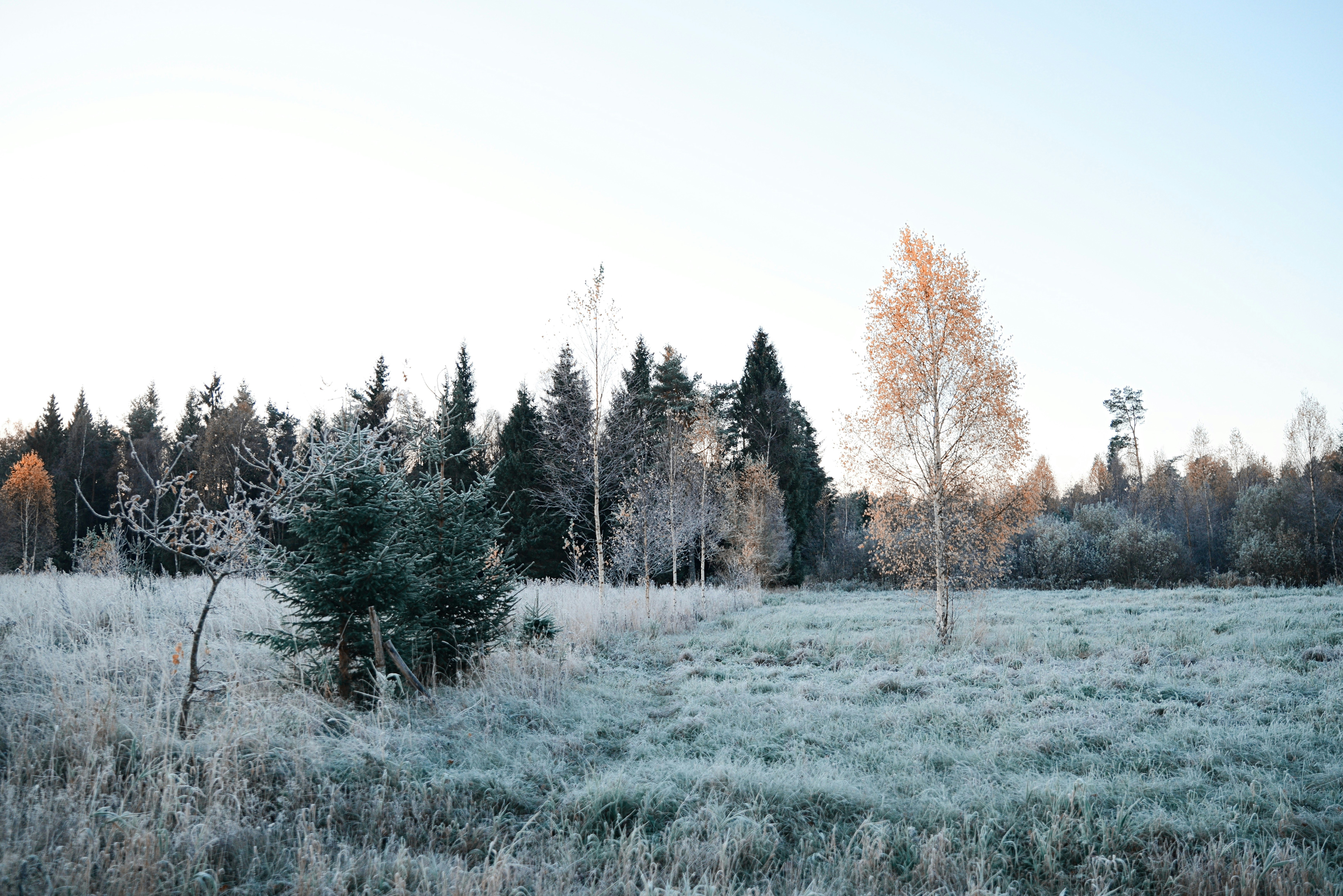 A frosty field with trees in the background photo – Free Weather Image ...