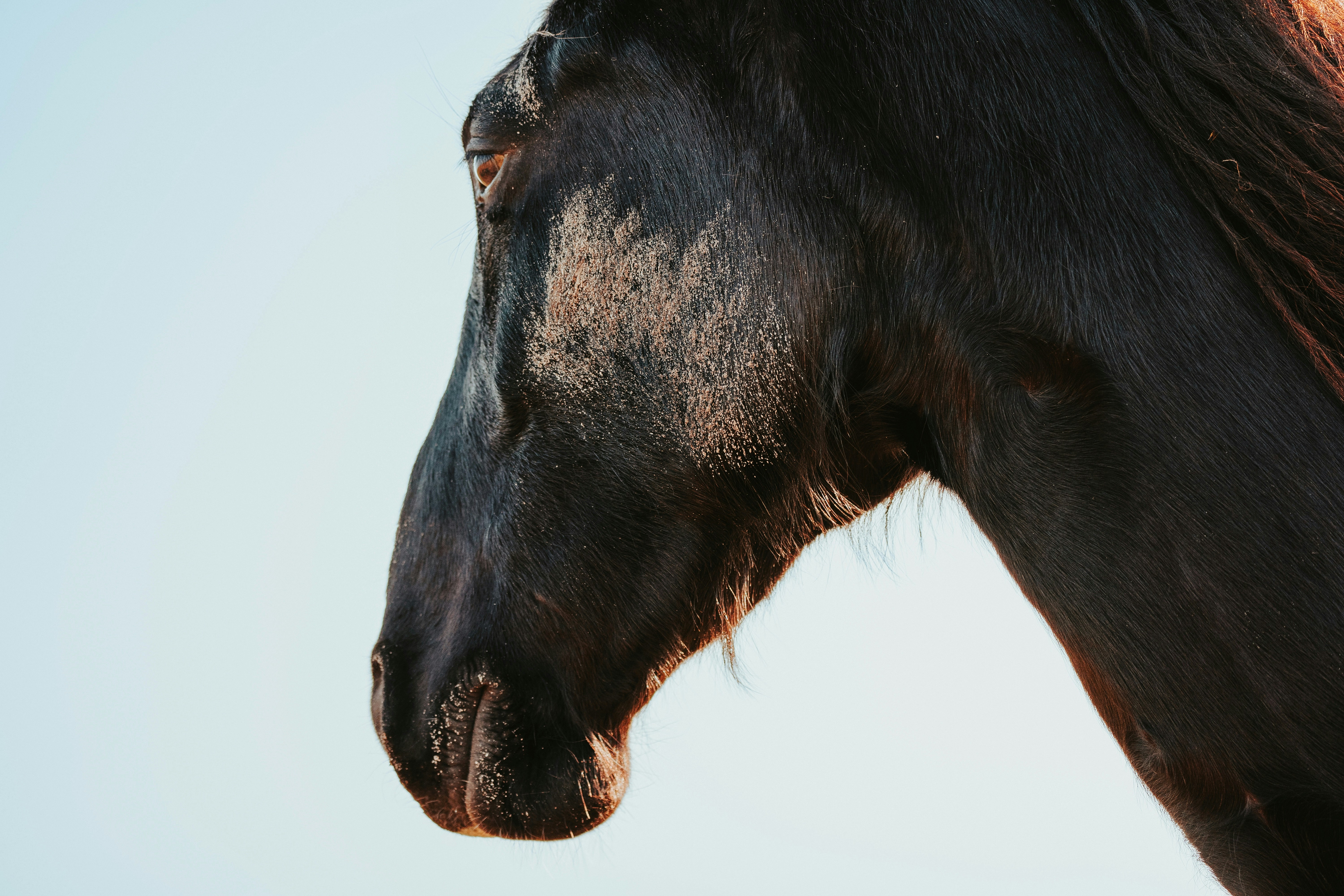Silent Majesty: The Profile of a Noble Steed