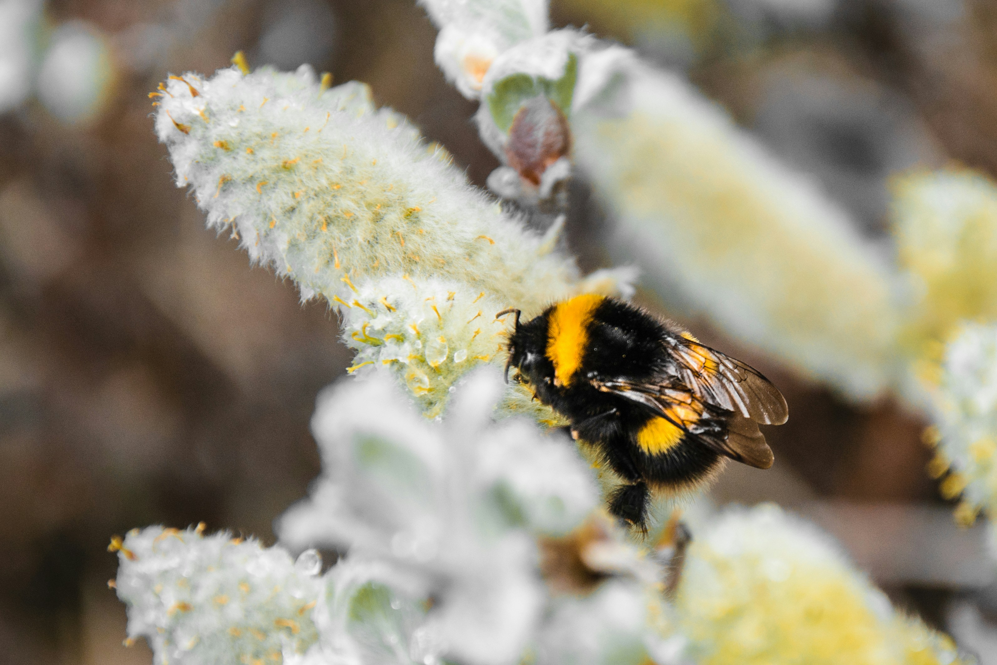 Golden Bandit on Frosted Catkins: A Macro Moment in Pollination