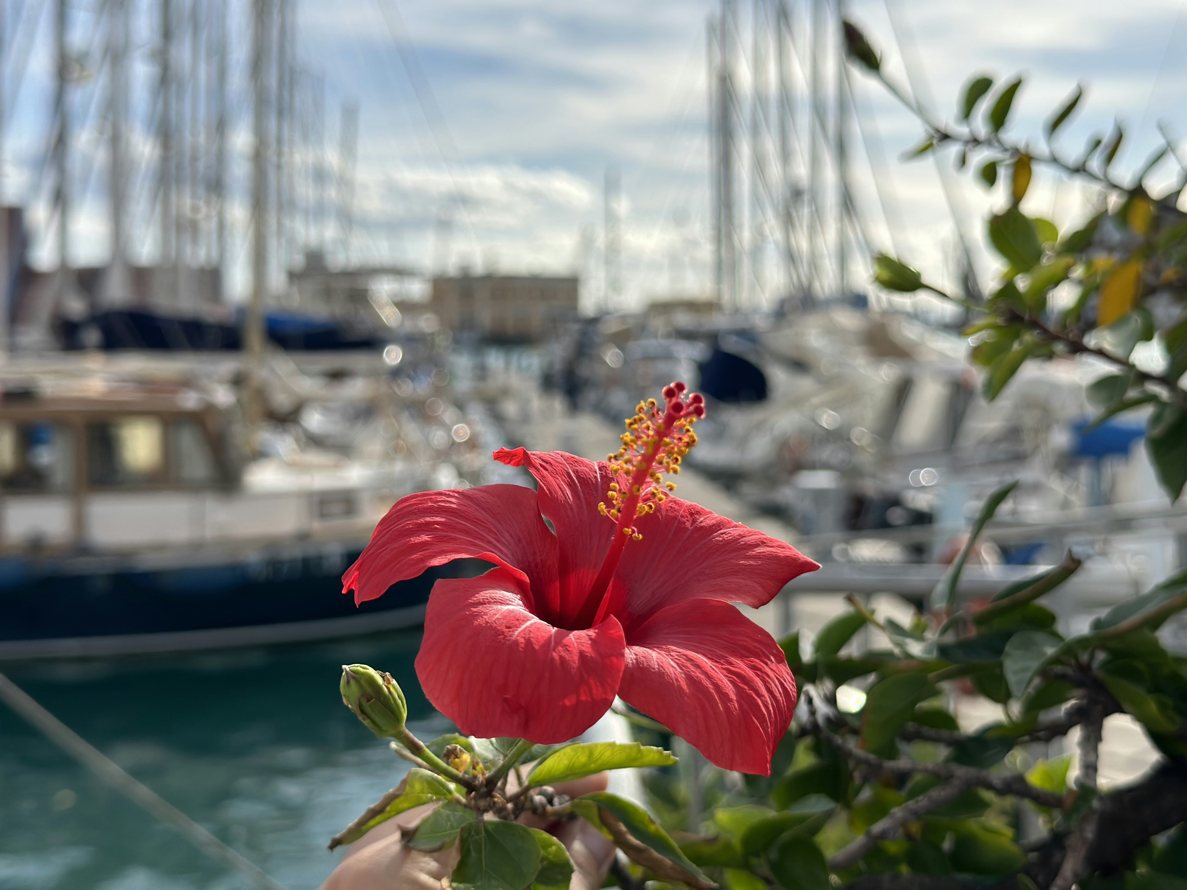 Vibrant hibiscus flower in foreground with a backdrop of blurred sailboats and harbor scenery. The image captures the essence of tropical beauty.