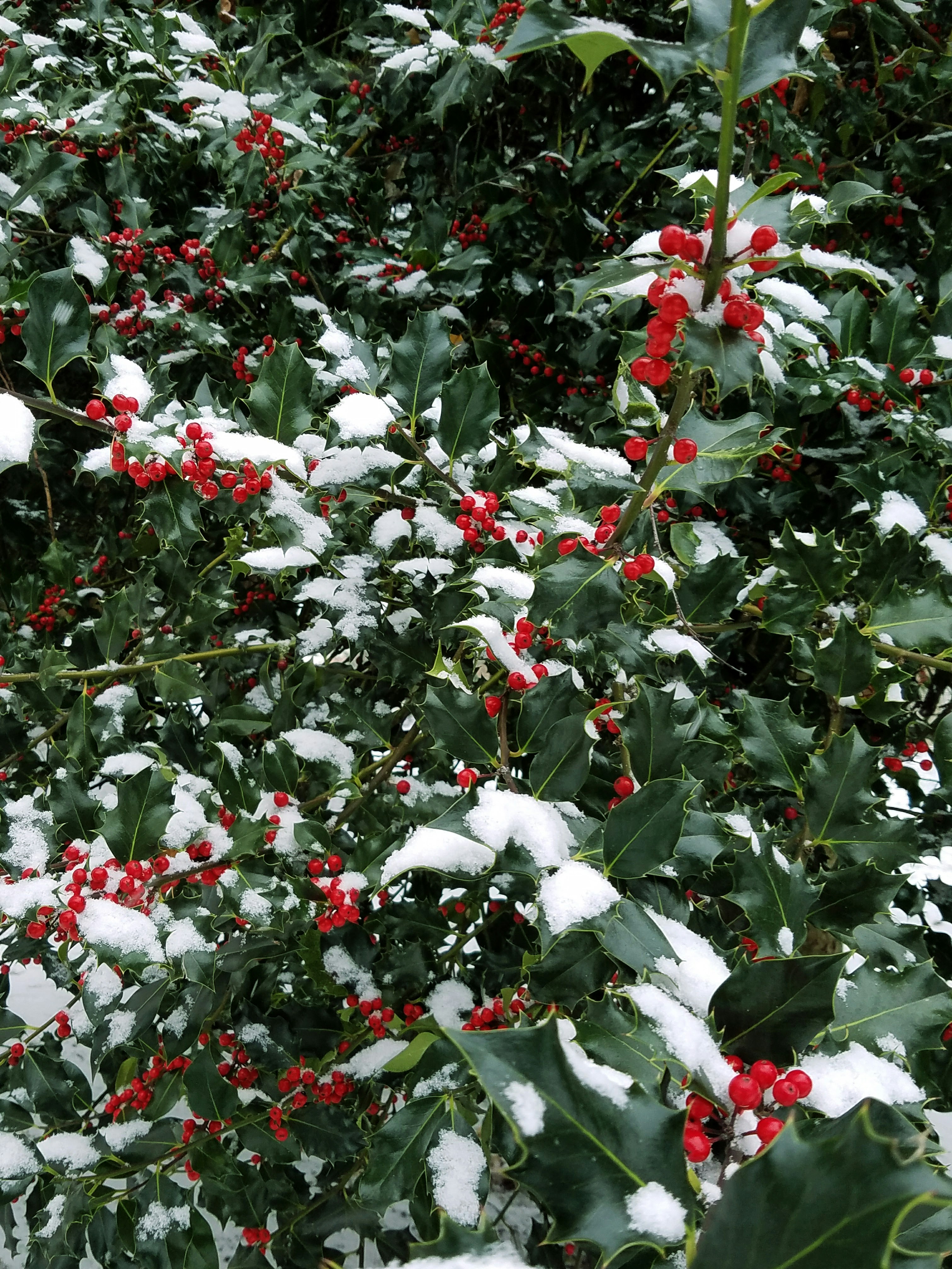 Crimson Berries Against Snow-Laced Holly