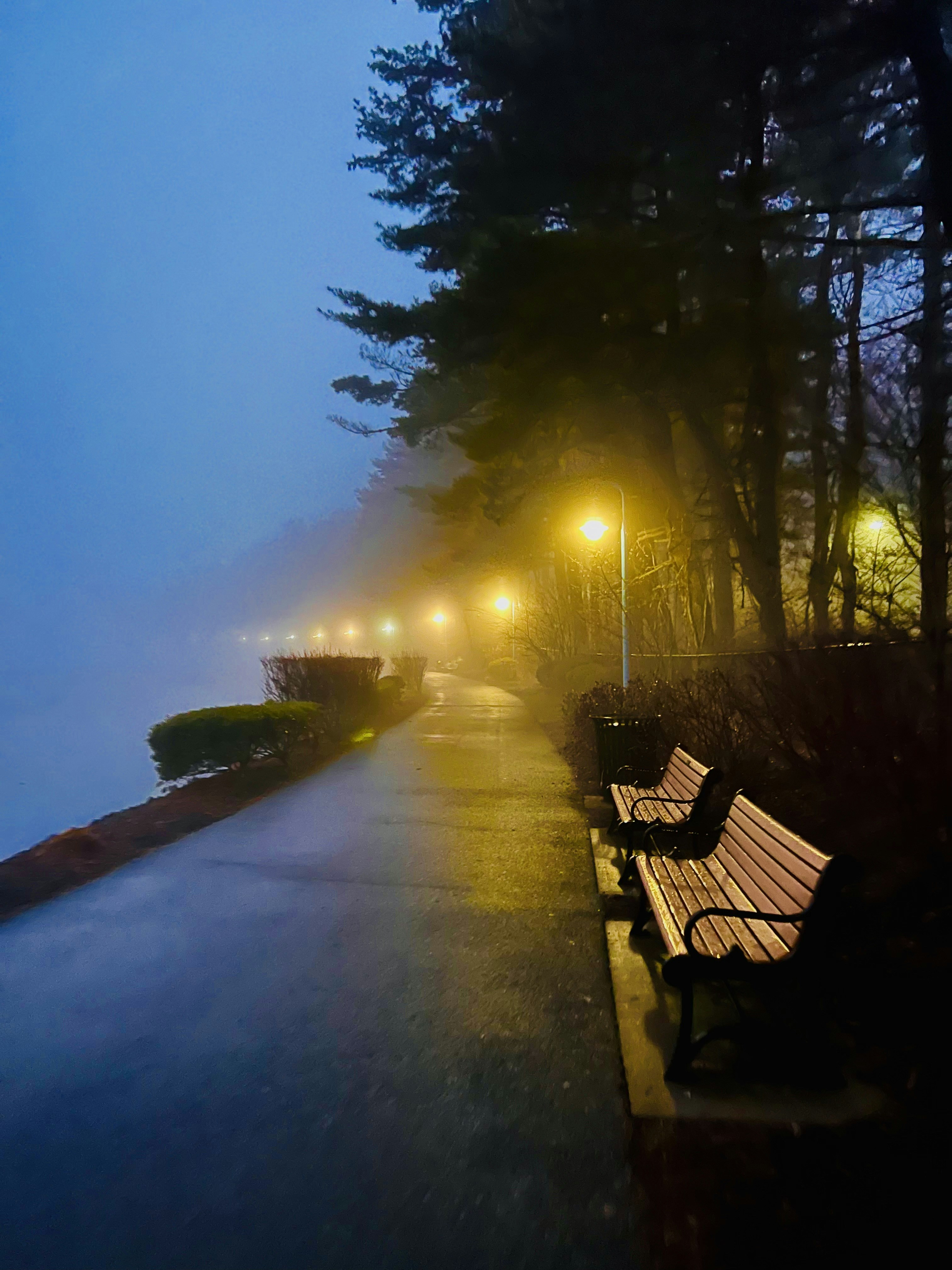 Whispers of a Foggy Evening Stroll