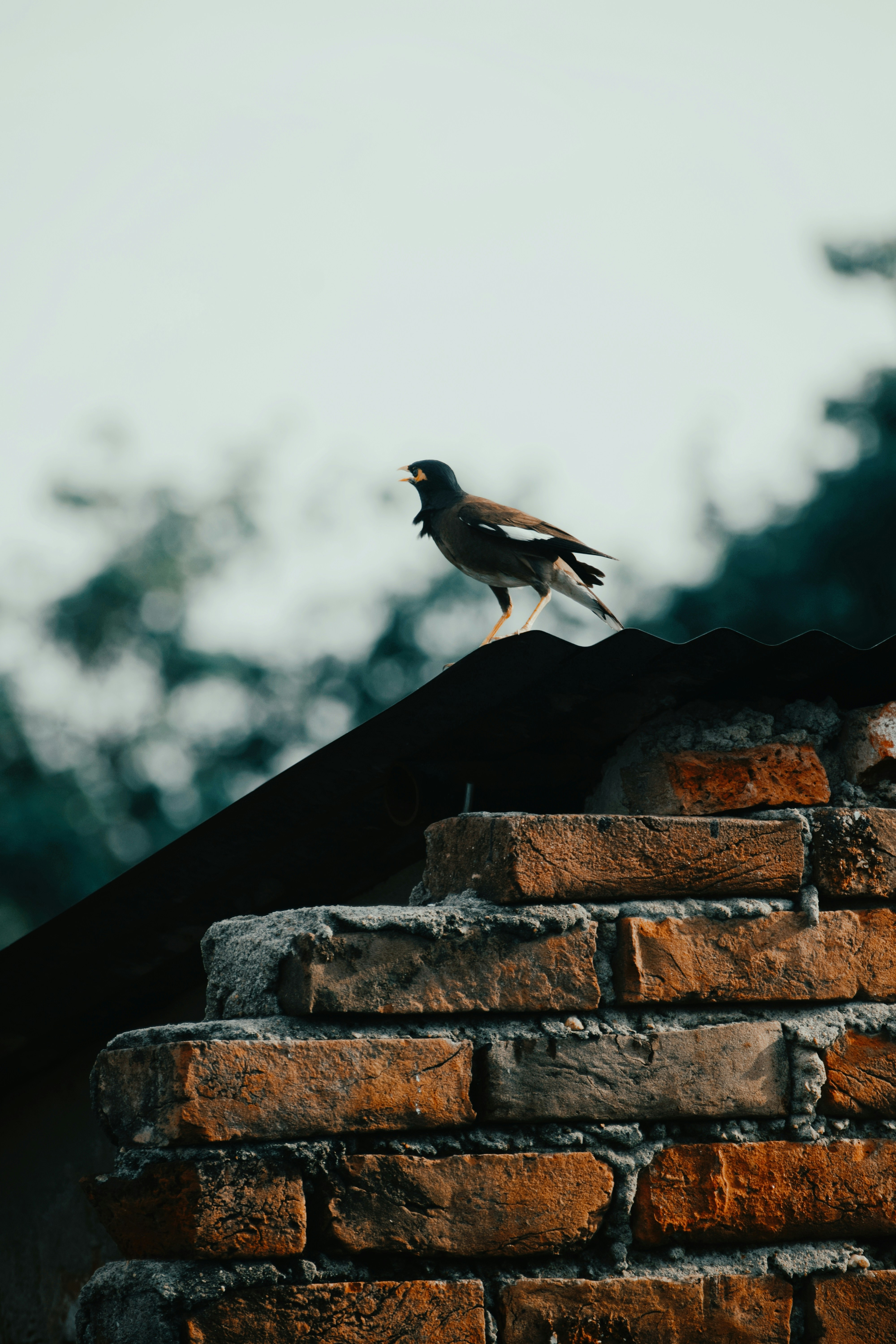 Sparrow atop Weathered Brick: a Quiet Rooftop Moment