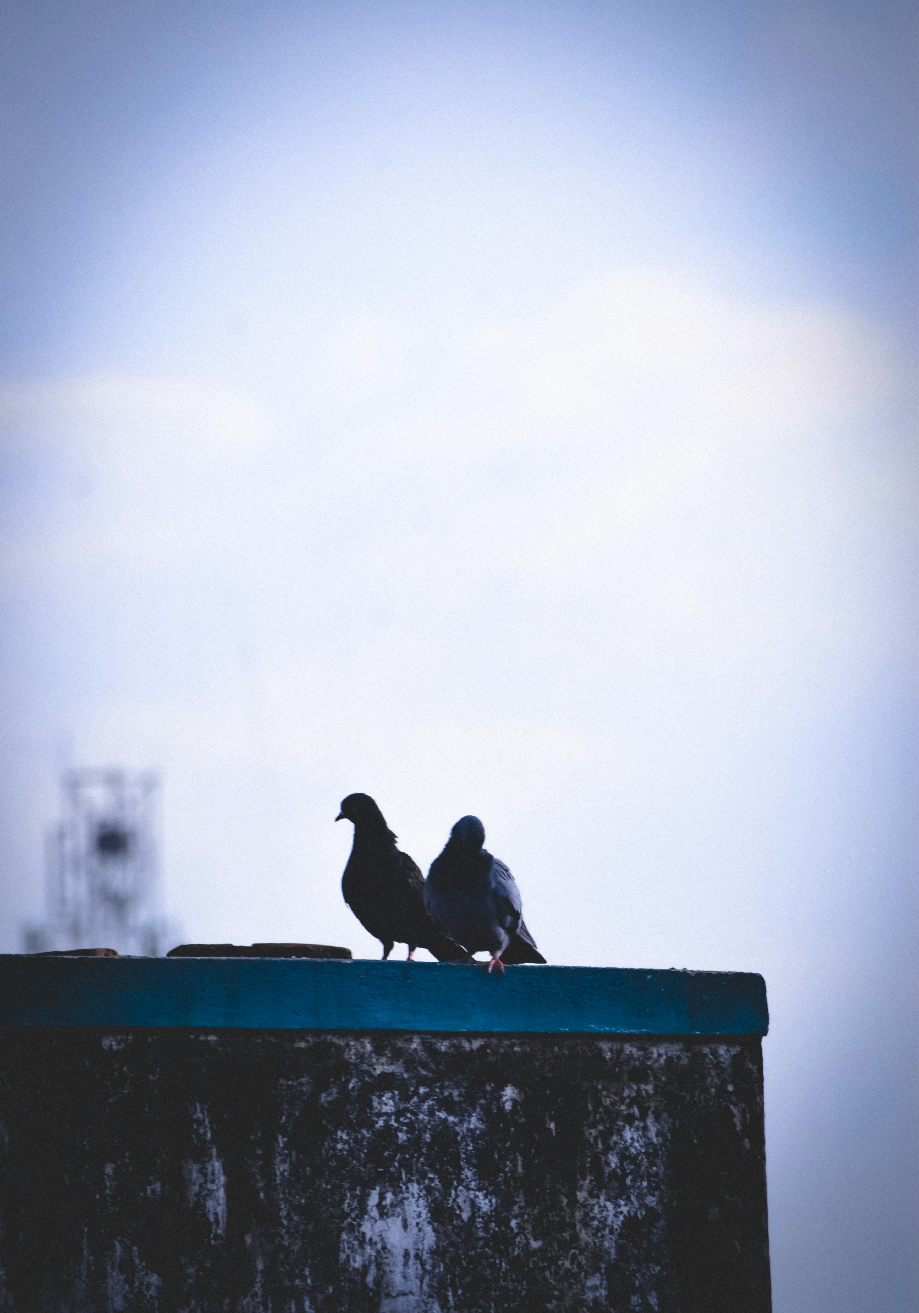 Two Pigeons on a Weathered Rooftop