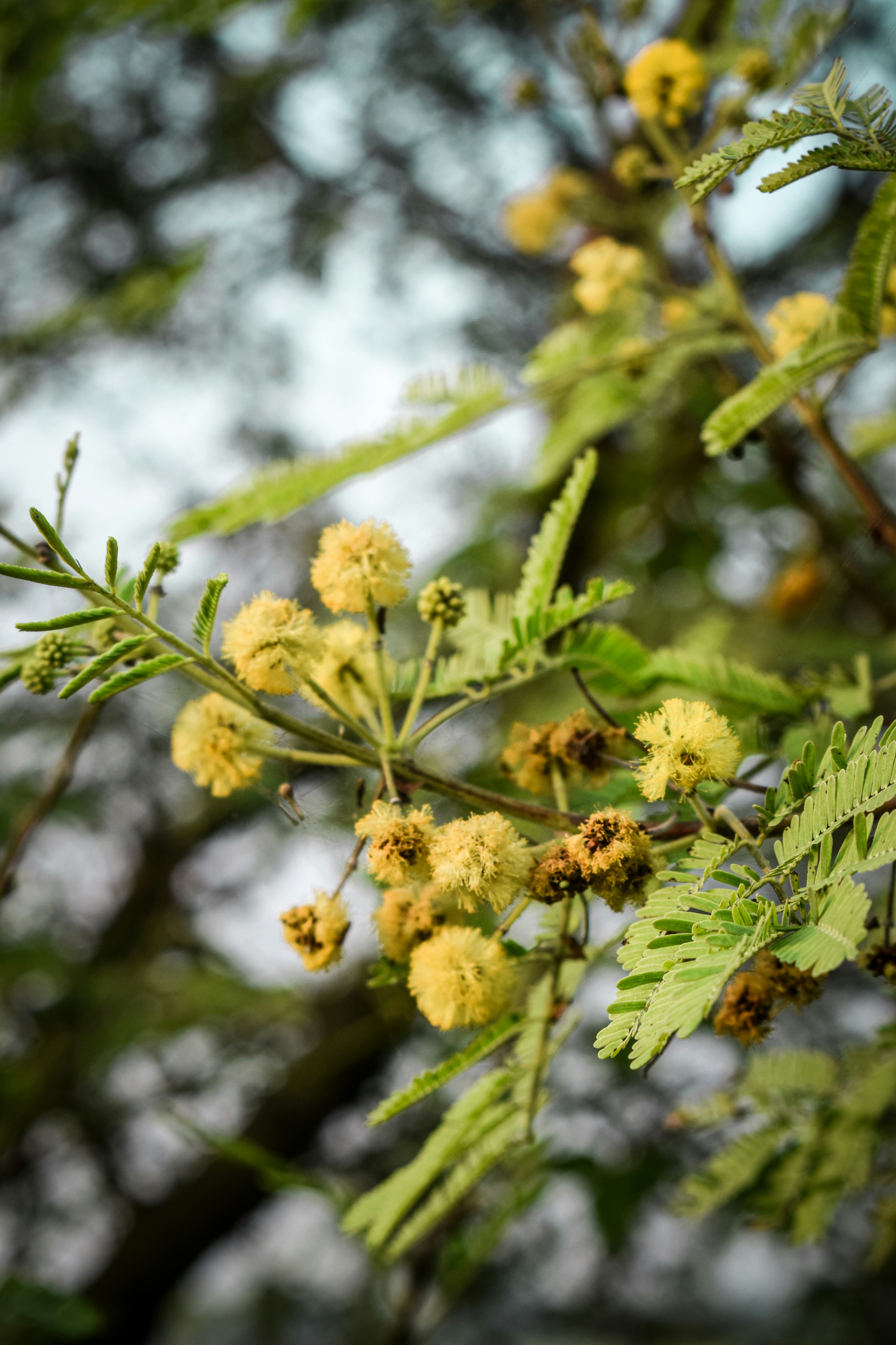 Soft-focus Yellow Bloom on a Fern Branch