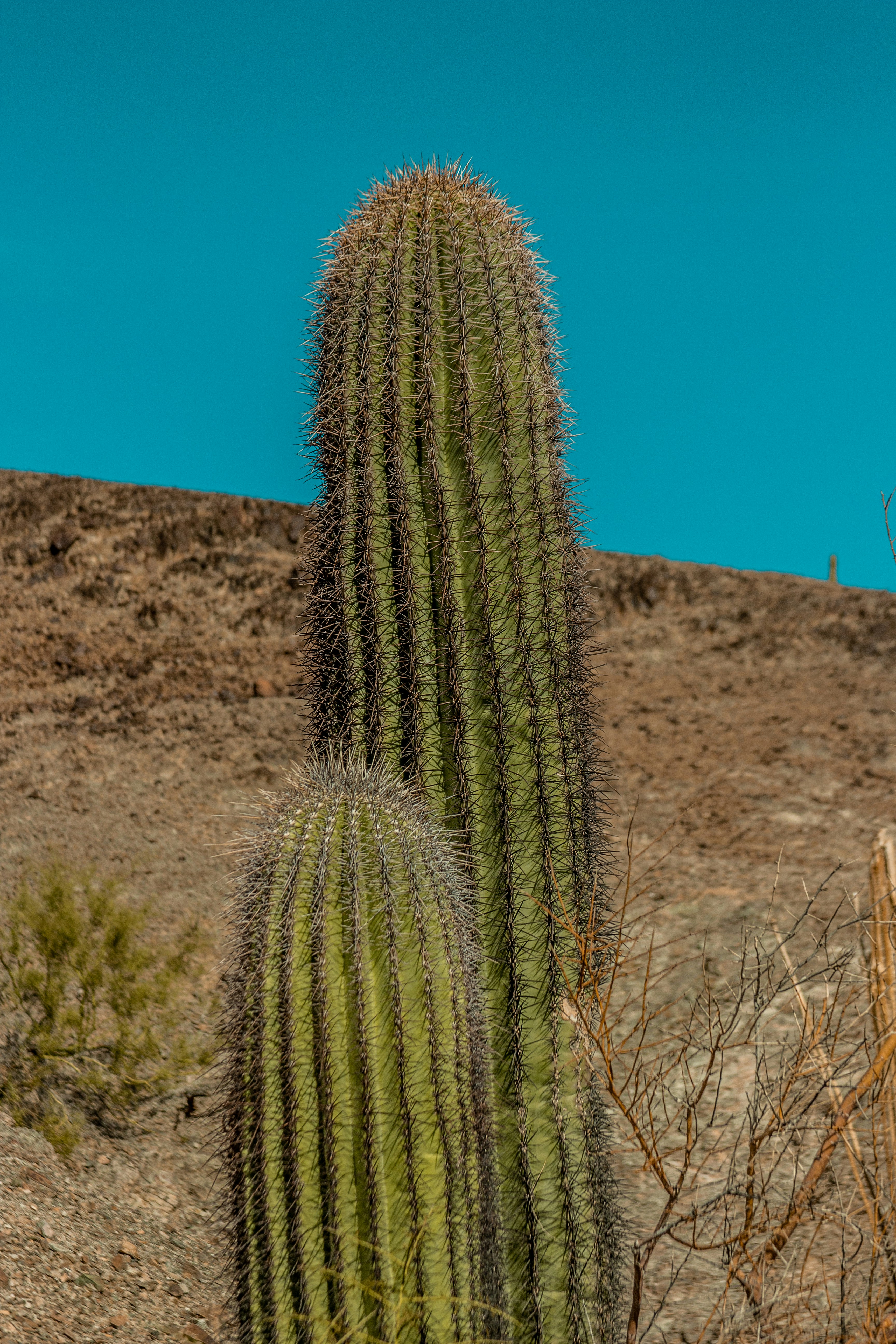 A large cactus in the desert with a blue sky in the background photo ...