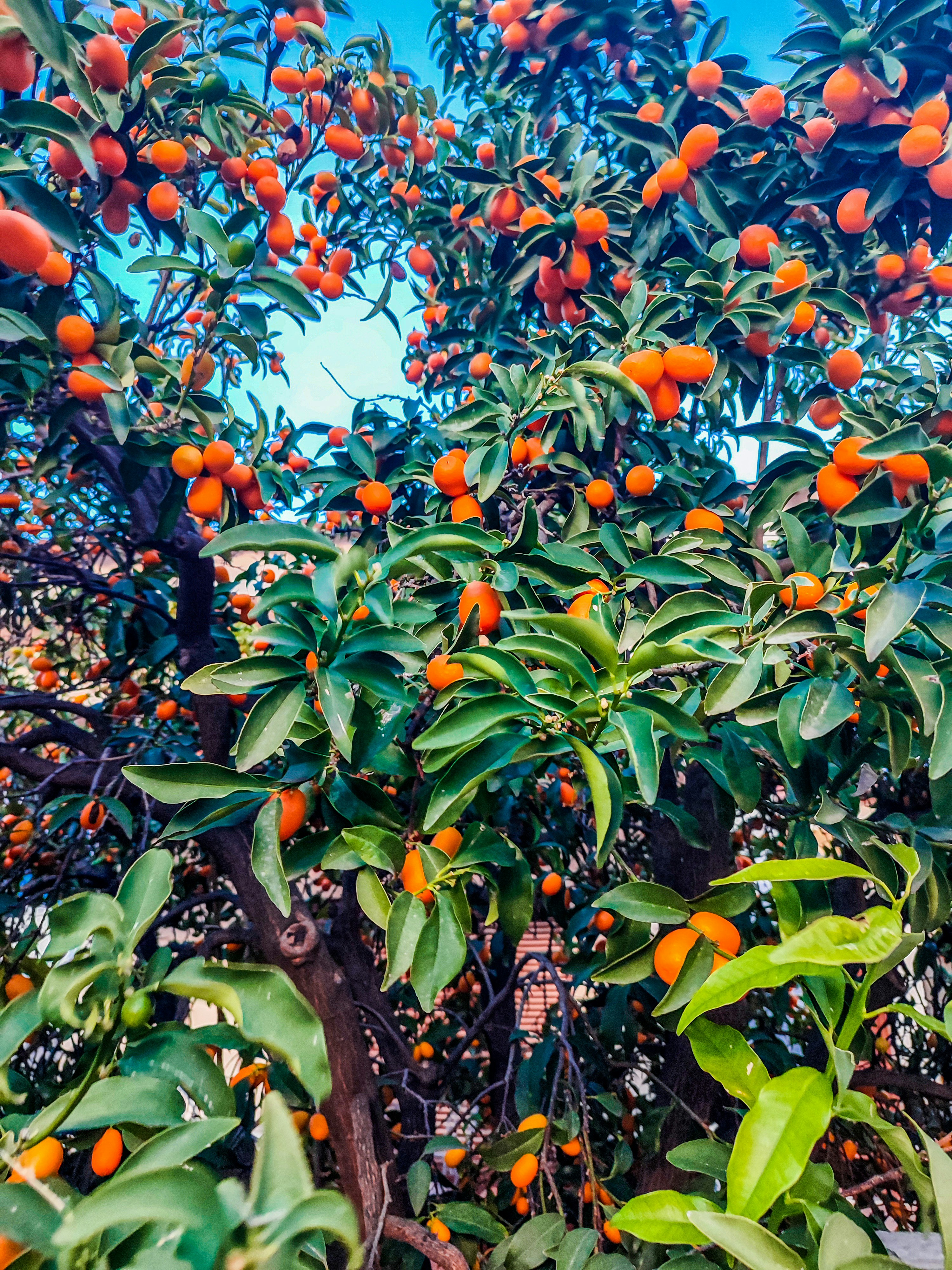 Un arbre rempli de beaucoup d’oranges sous un ciel bleu photo – Image ...