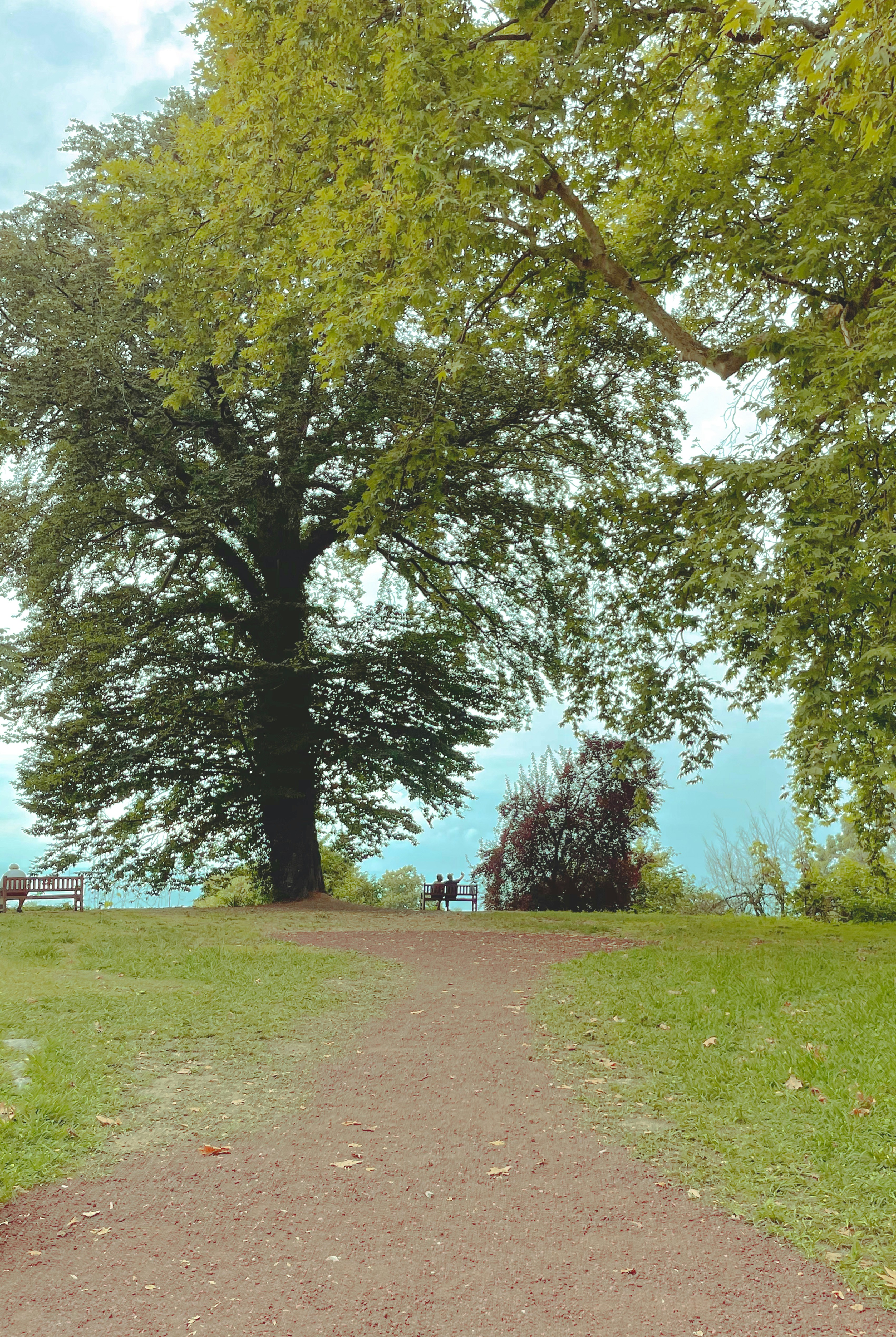 A bench under a large tree in a park photo – Free Georgia Image on Unsplash