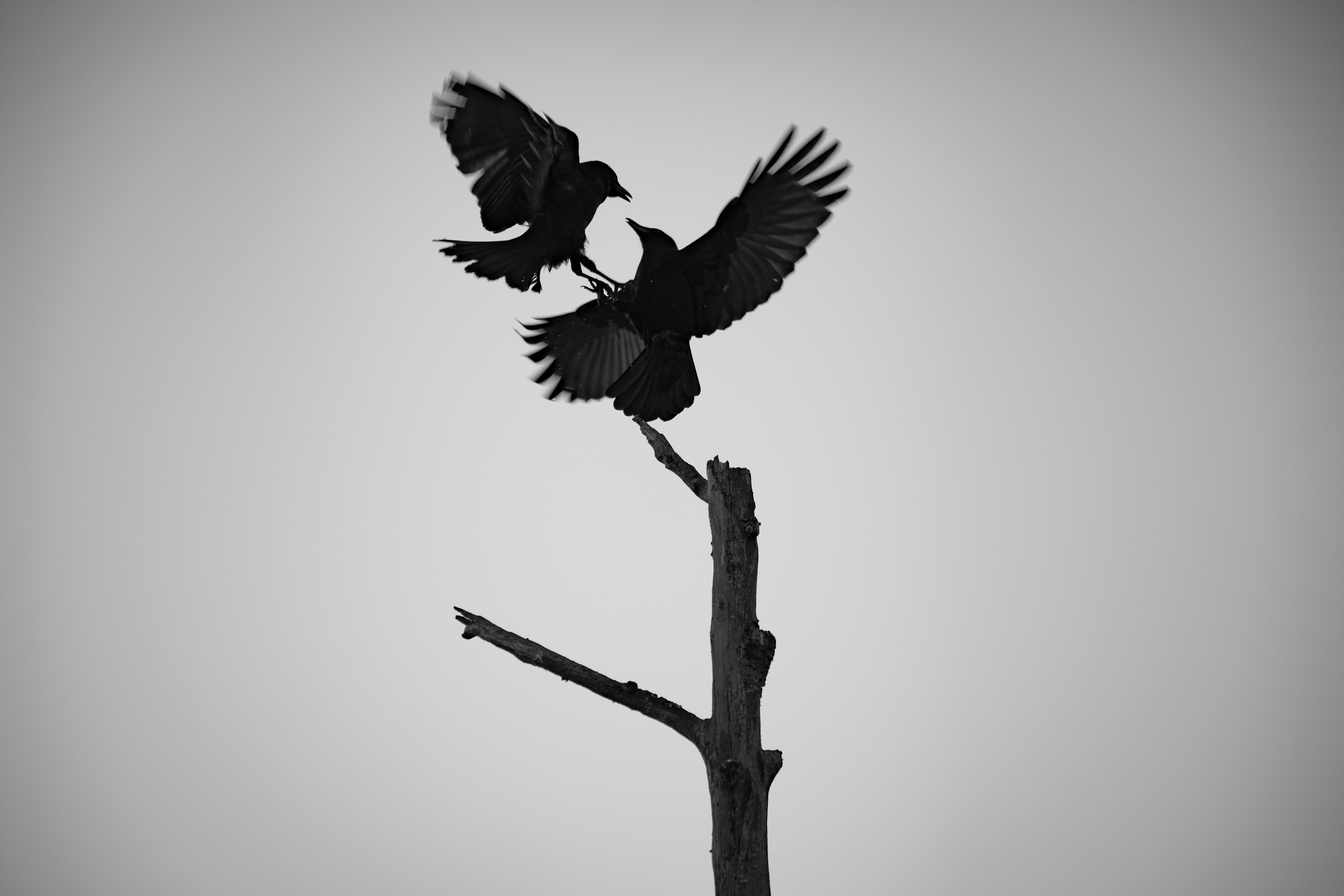 Raven Ballet on a Bare Branch