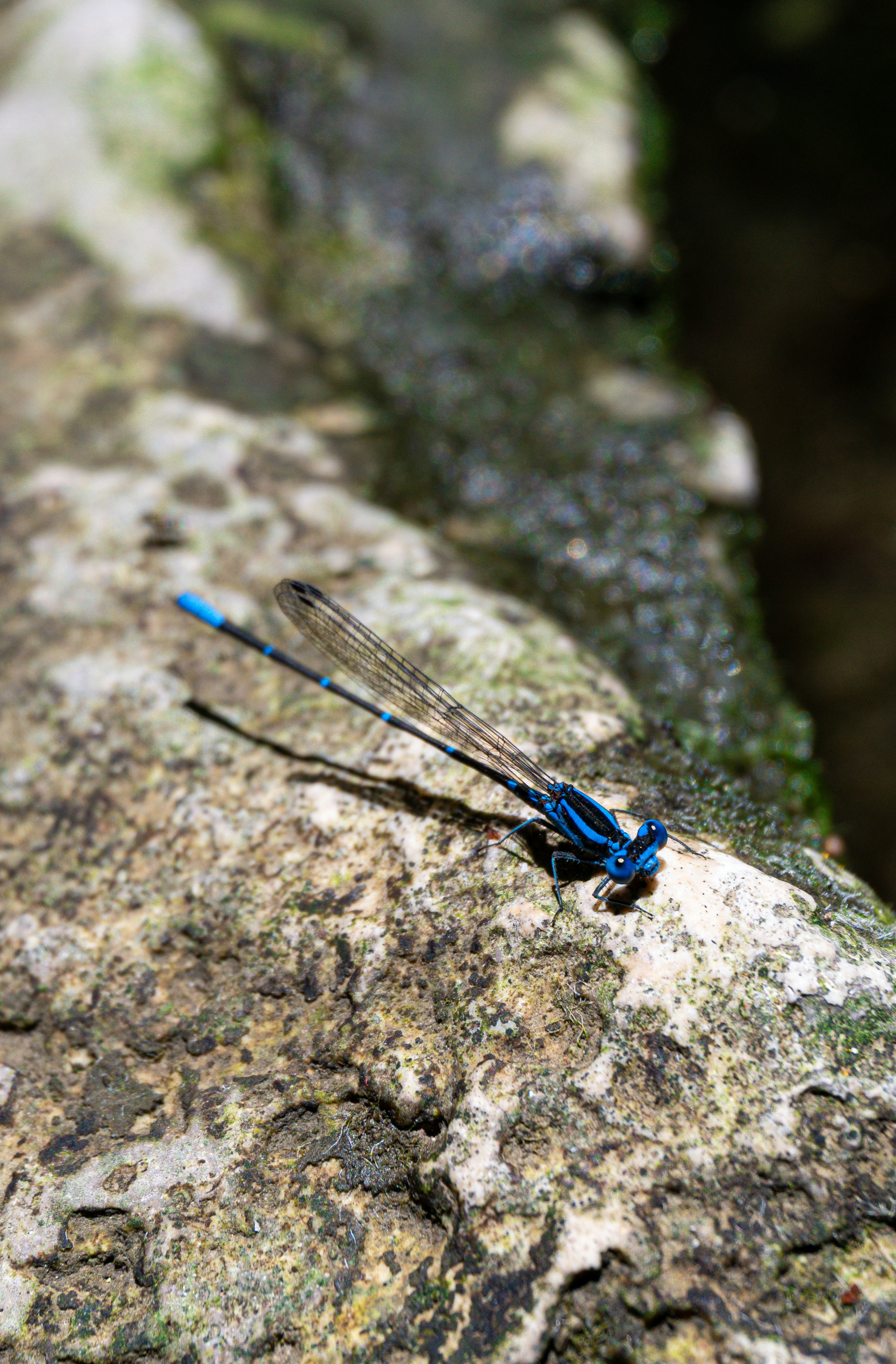 Azure Skimmer on Weathered Stone